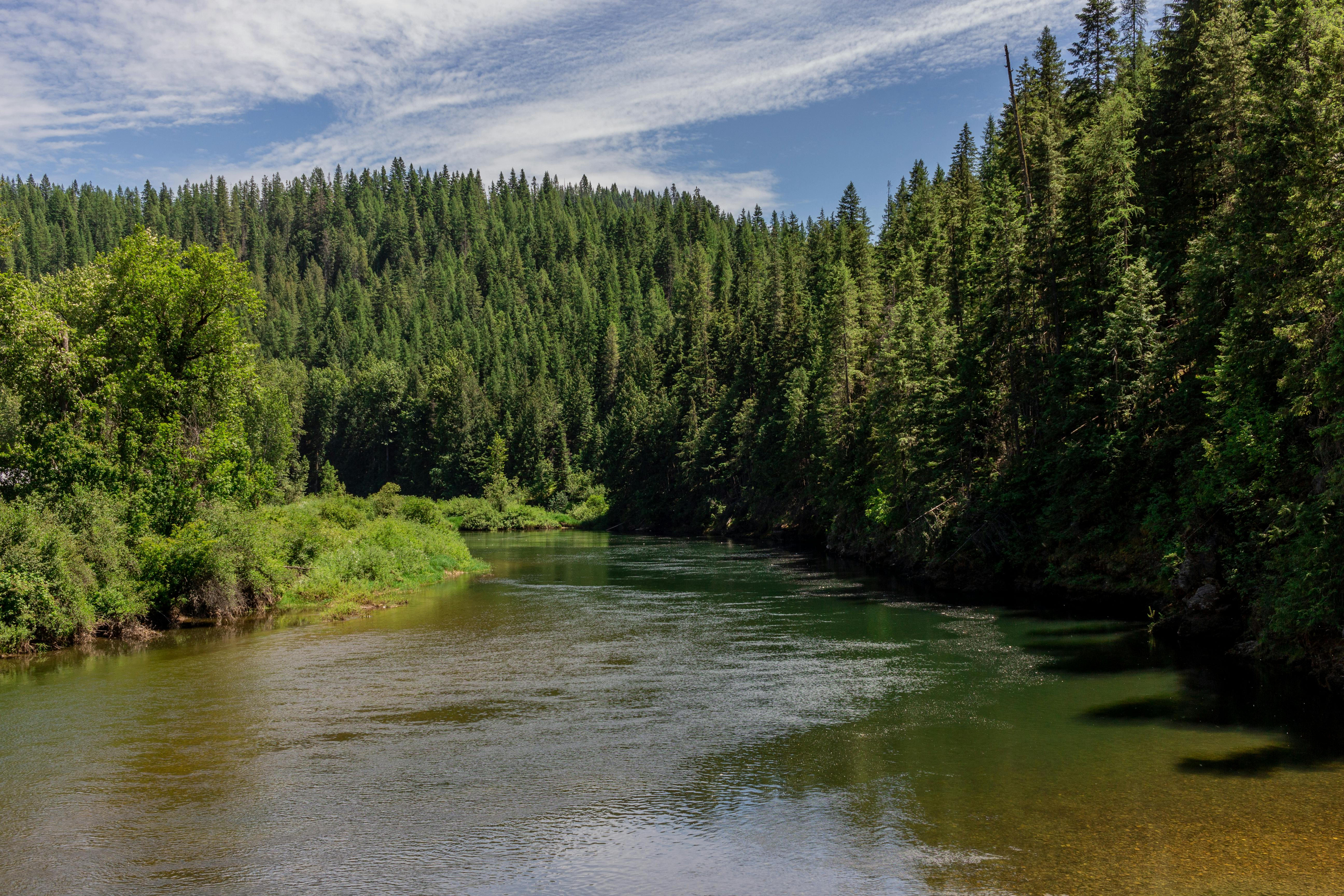River Flowing in Green Nature Landscape · Free Stock Photo