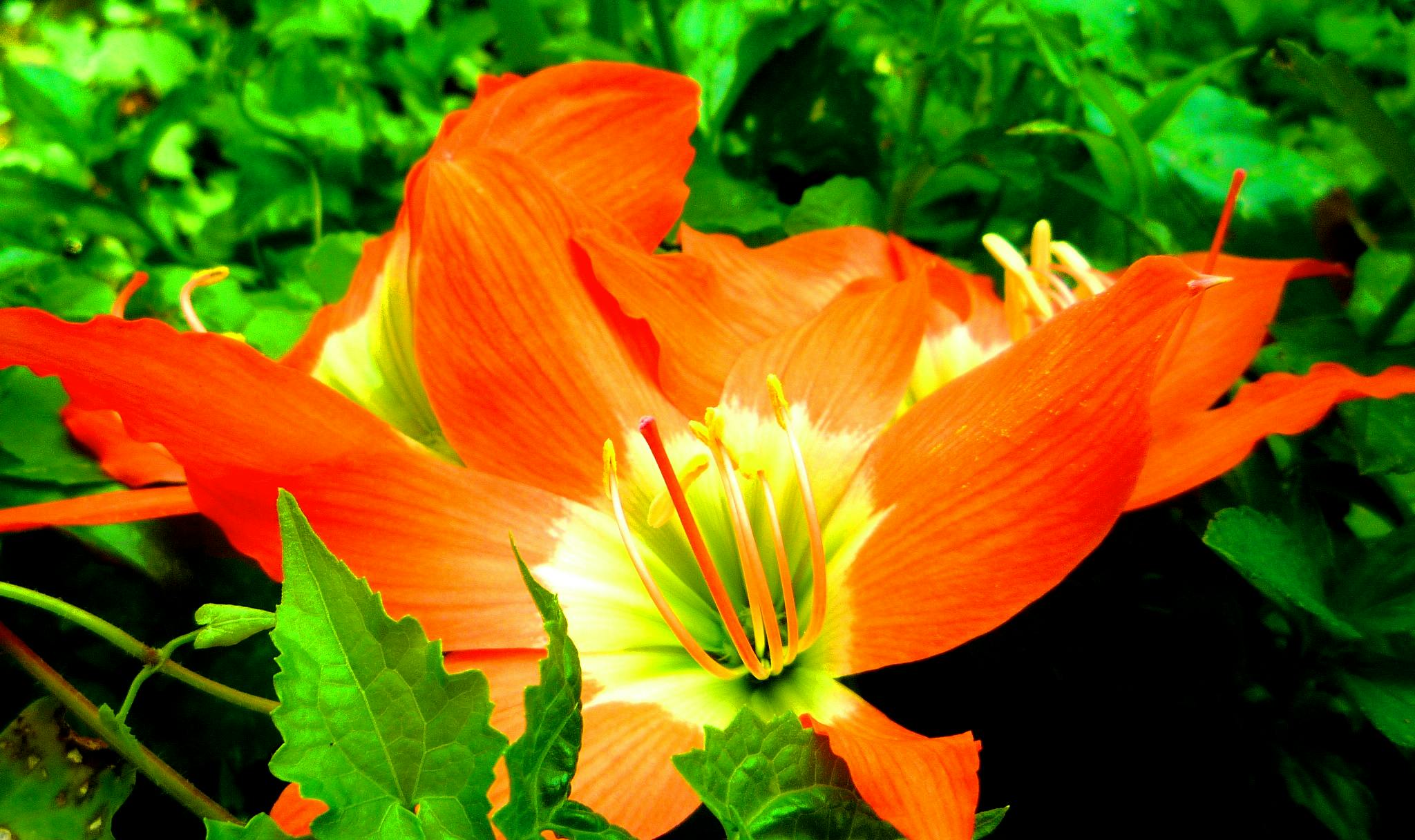 Menakjubkan 22+ Gambar Bunga Jeruk - Gambar Bunga Indah