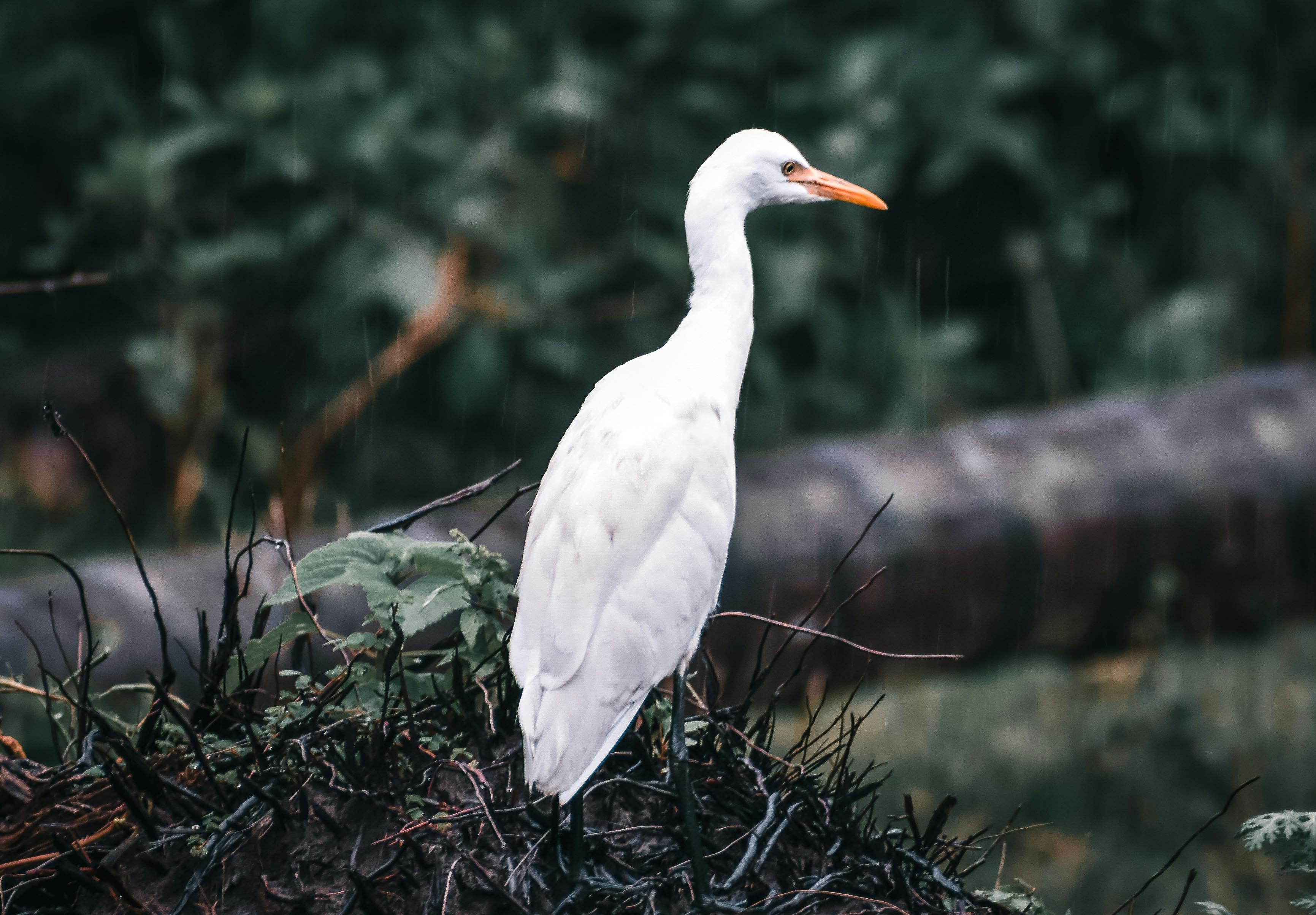 Raining With Birds Photos, Download Free Raining With Birds Stock ...