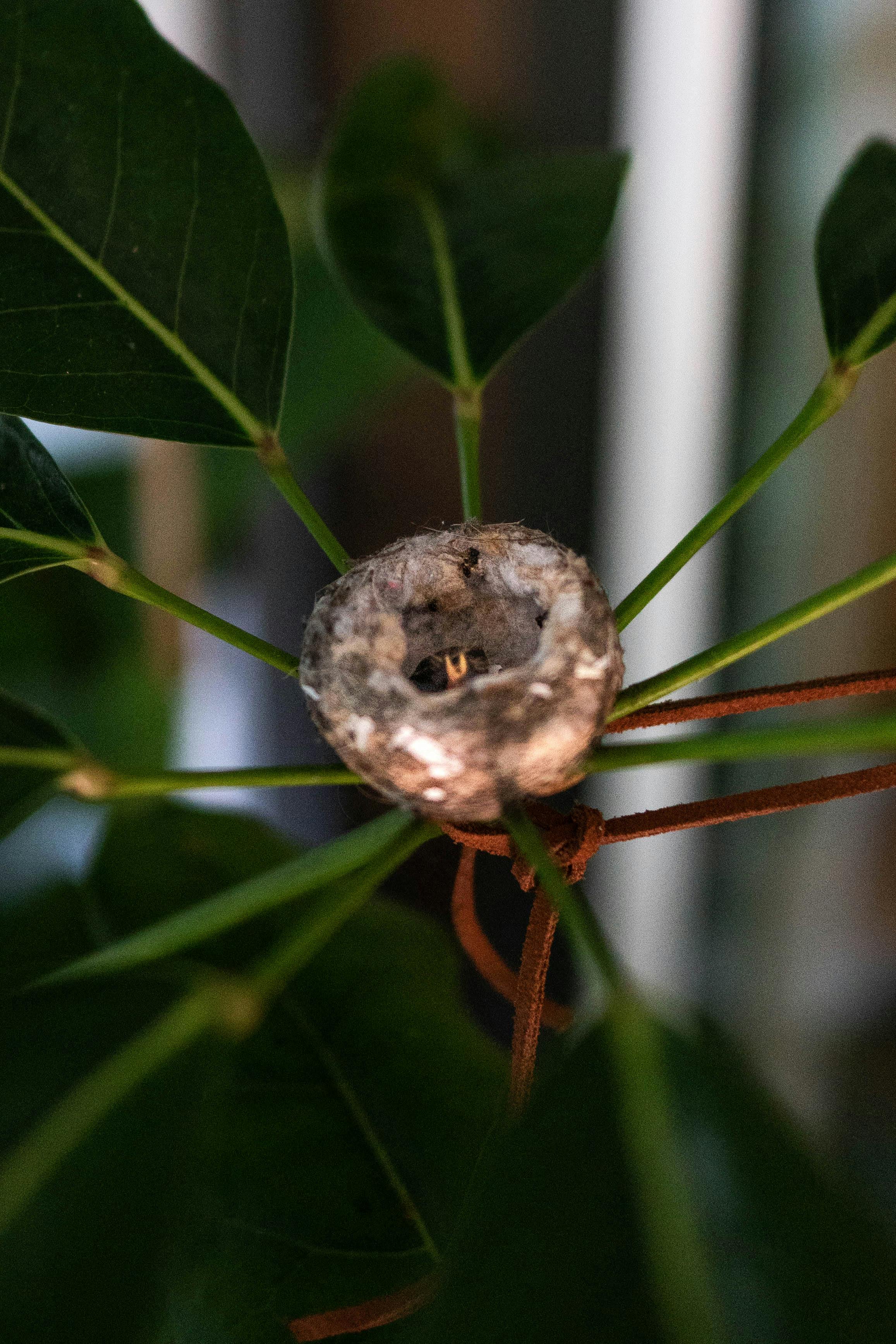 Close-up Photo of Peeling of Cassava · Free Stock Photo