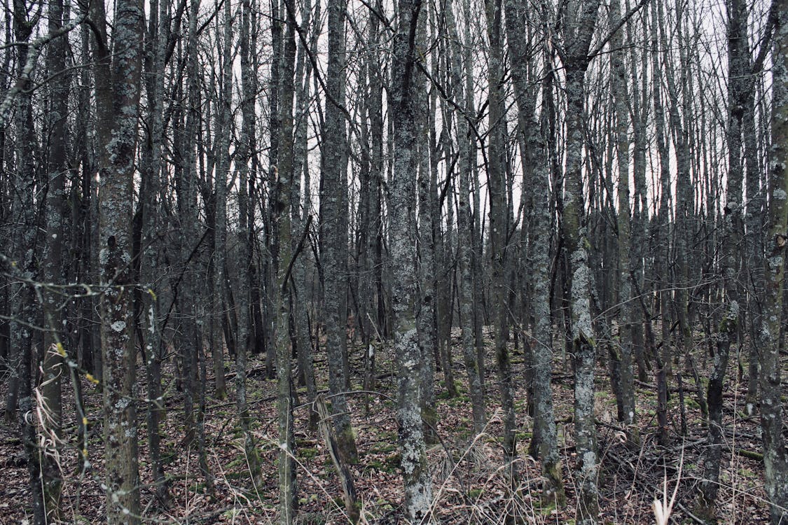 Free Stock Photo Of Creepy Forest Many free-stock-photo-of-creepy-forest-many
