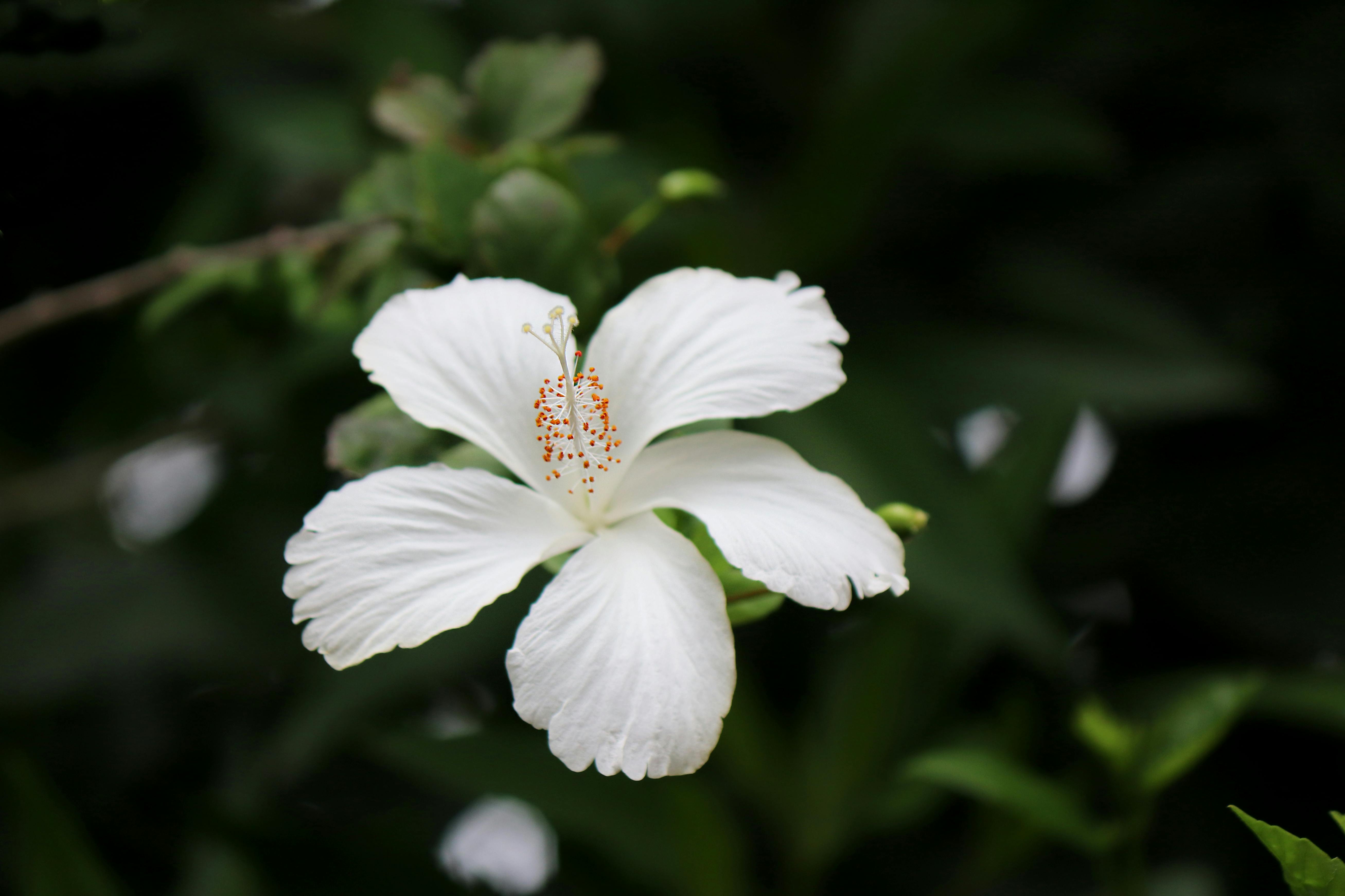White Hibiscus in Bloom · Free Stock Photo