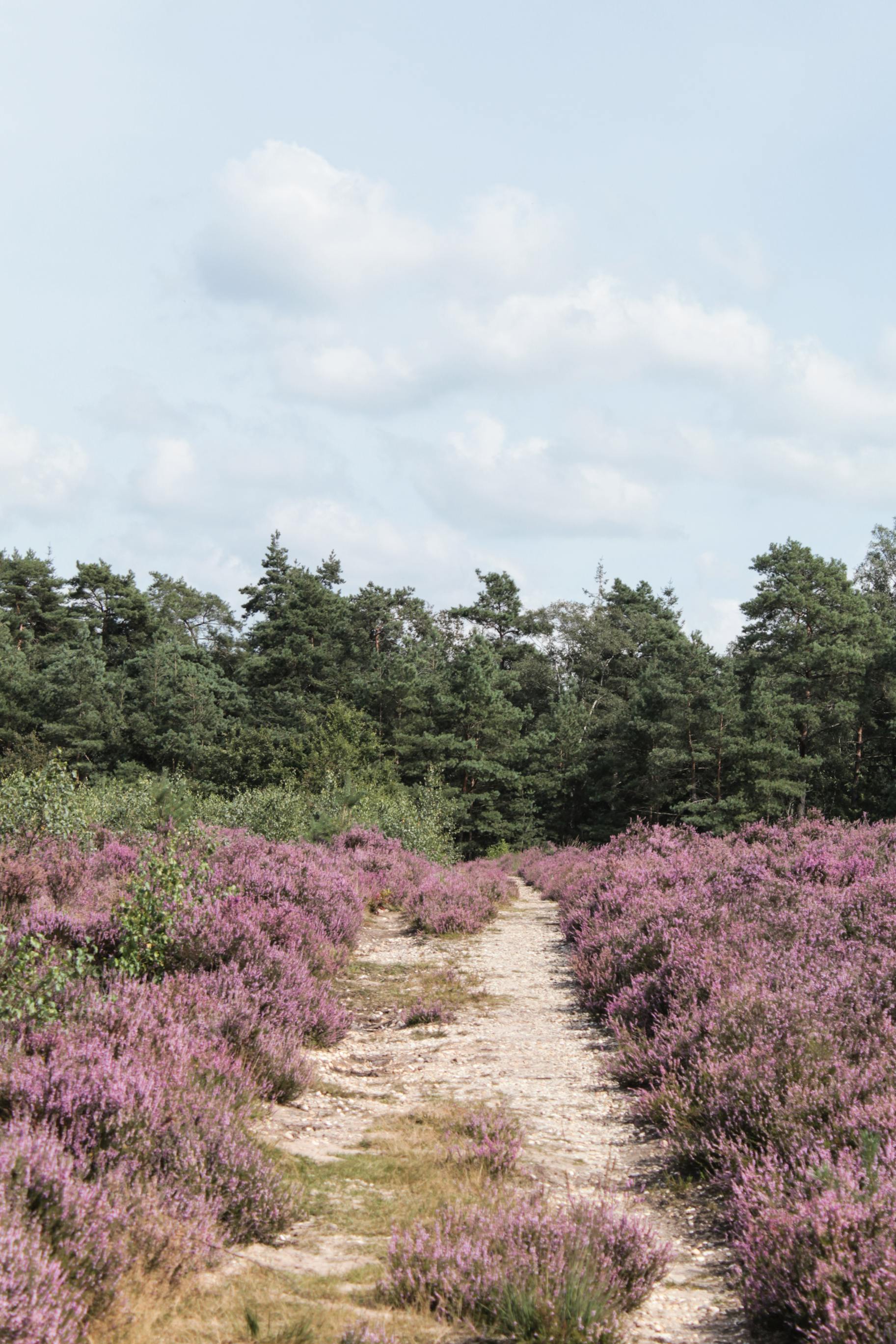 Photo of Paved Pathway Near Grass and Plants · Free Stock Photo