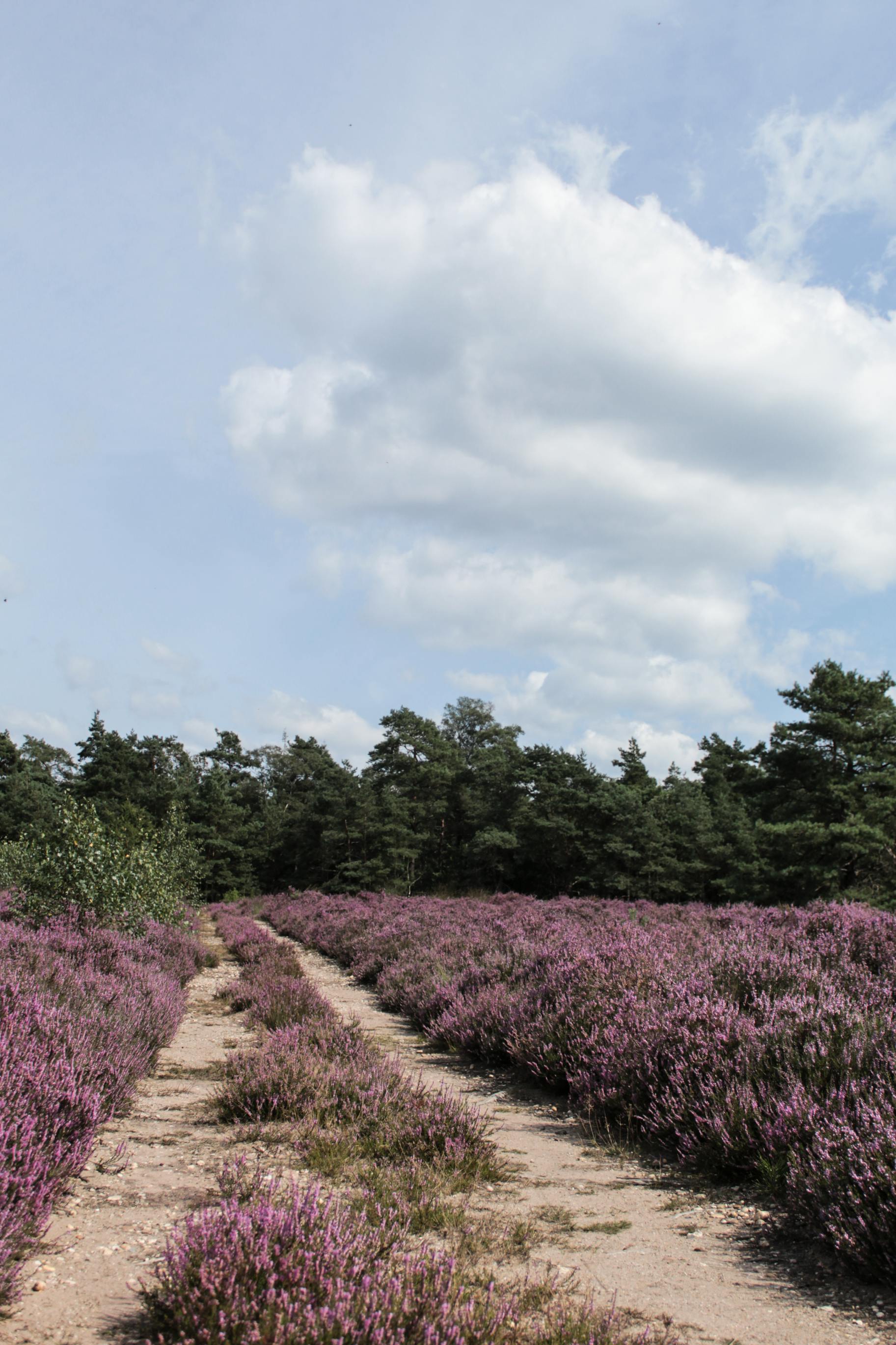Heather Field Under White Clouds · Free Stock Photo