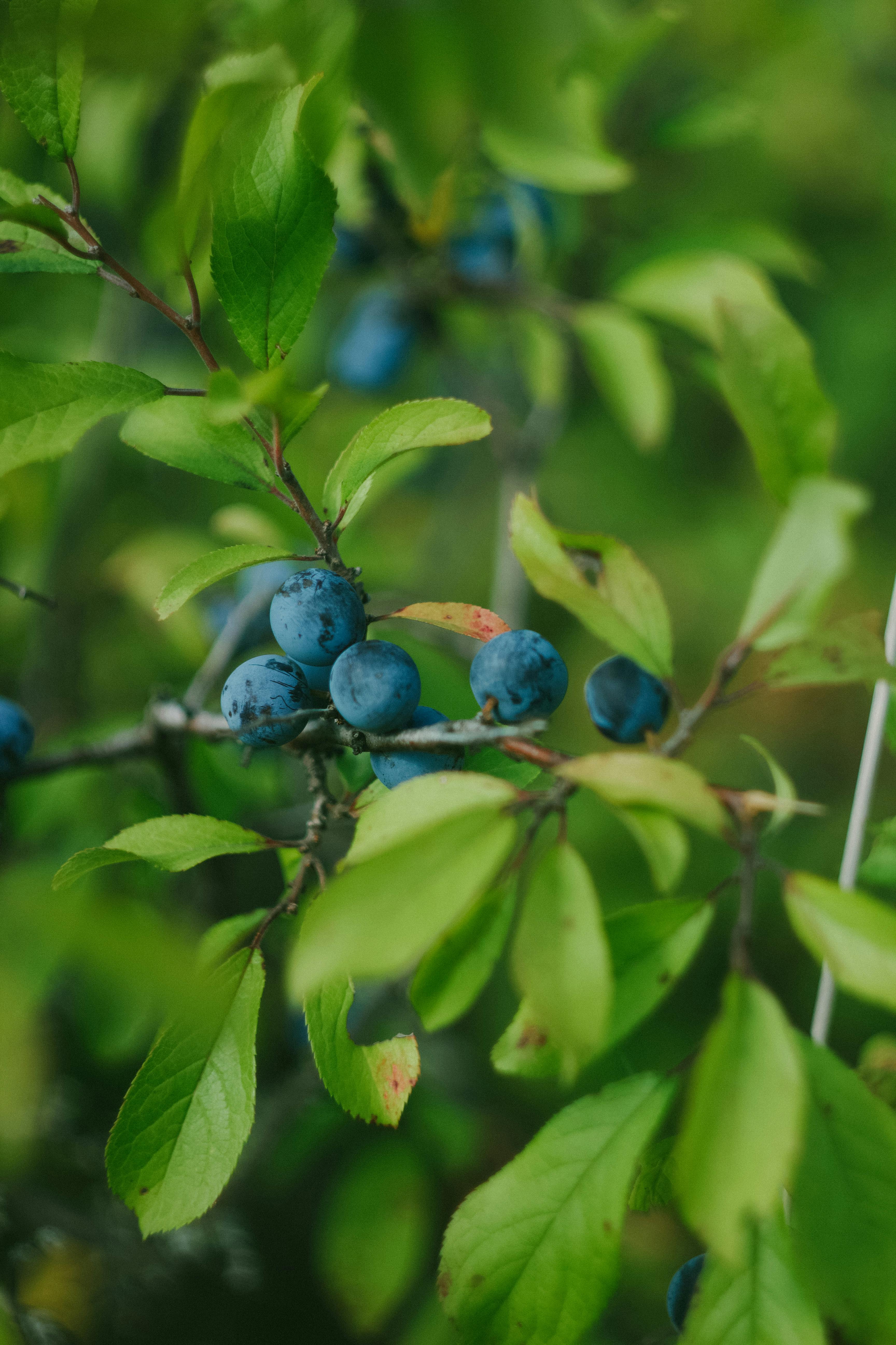 Blueberry Bush Photos, Download The BEST Free Blueberry Bush Stock ...