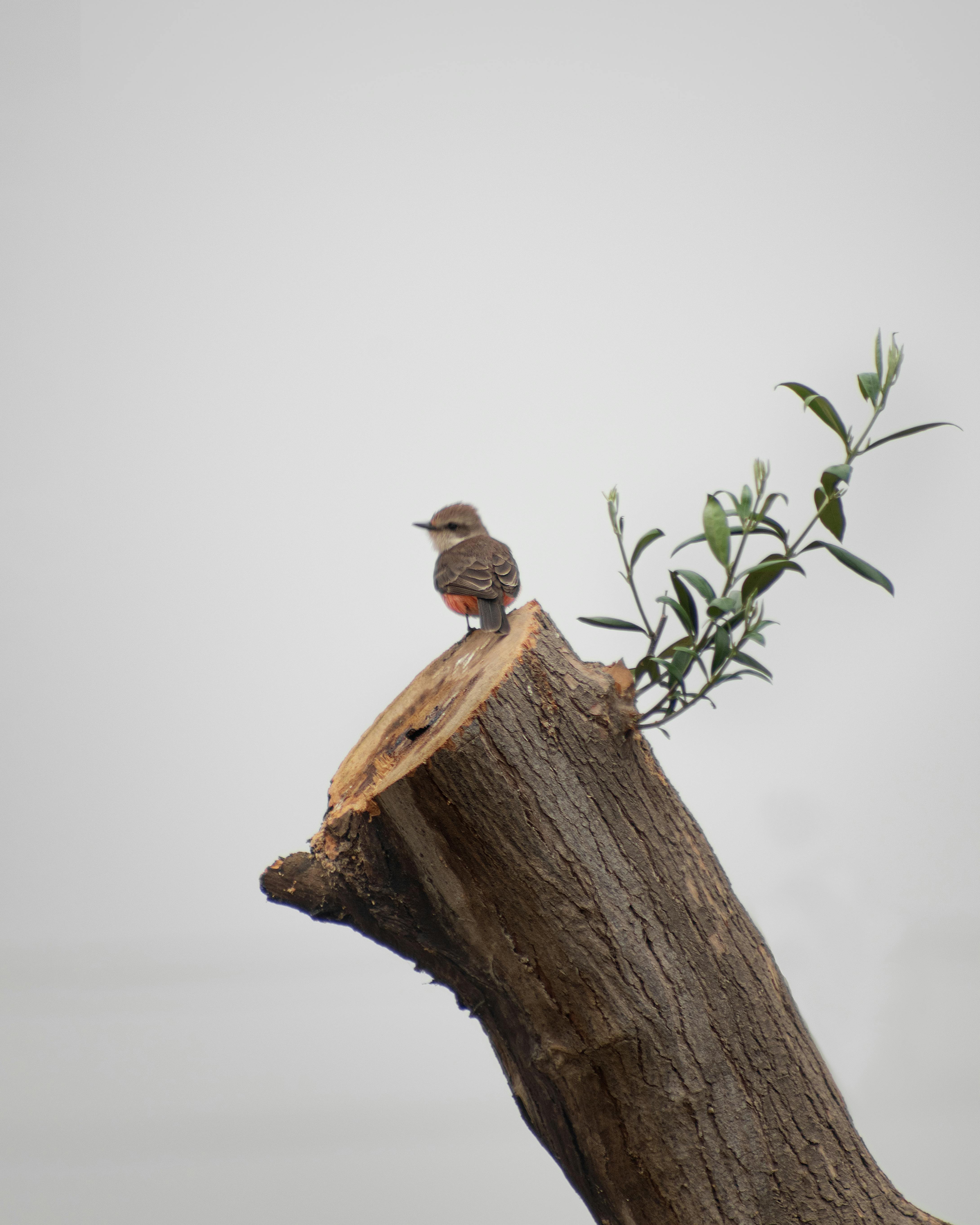 Fauna 24 Photos & Videos Collected by Daniel Franco