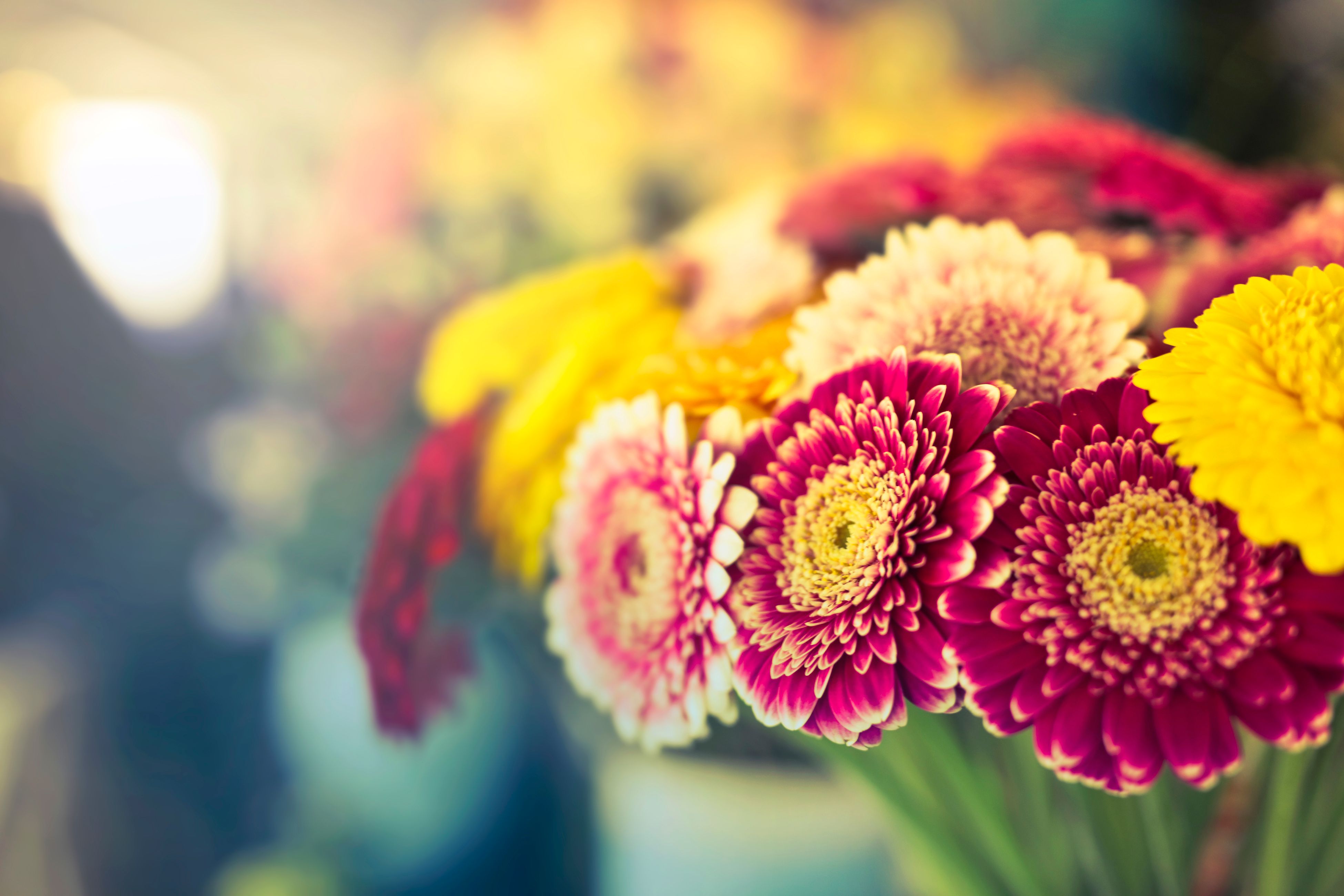 Close-up Photo of Blue and Grey Flower · Free Stock Photo