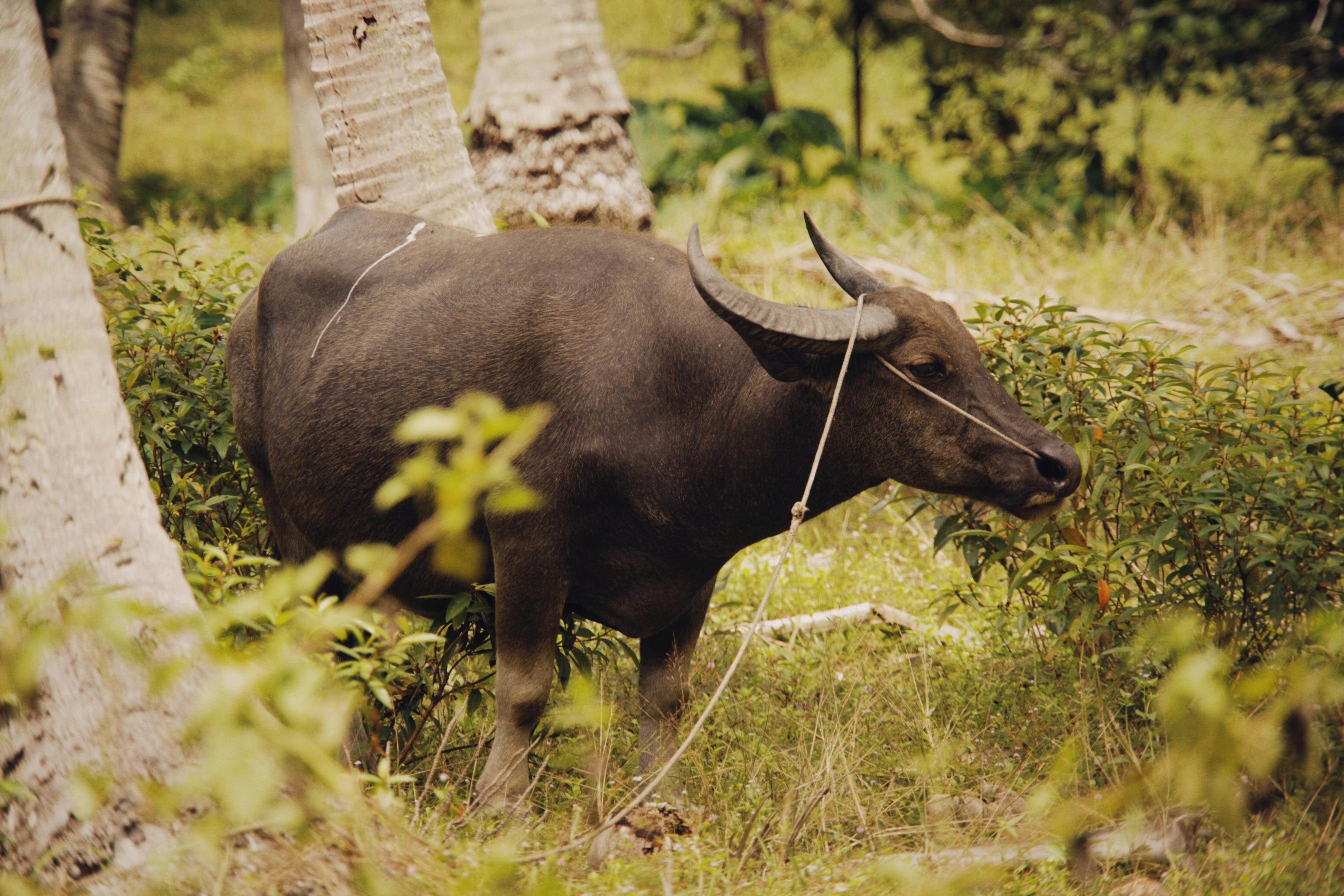 A Man Guiding a Carabao Carrying a Load · Free Stock Photo