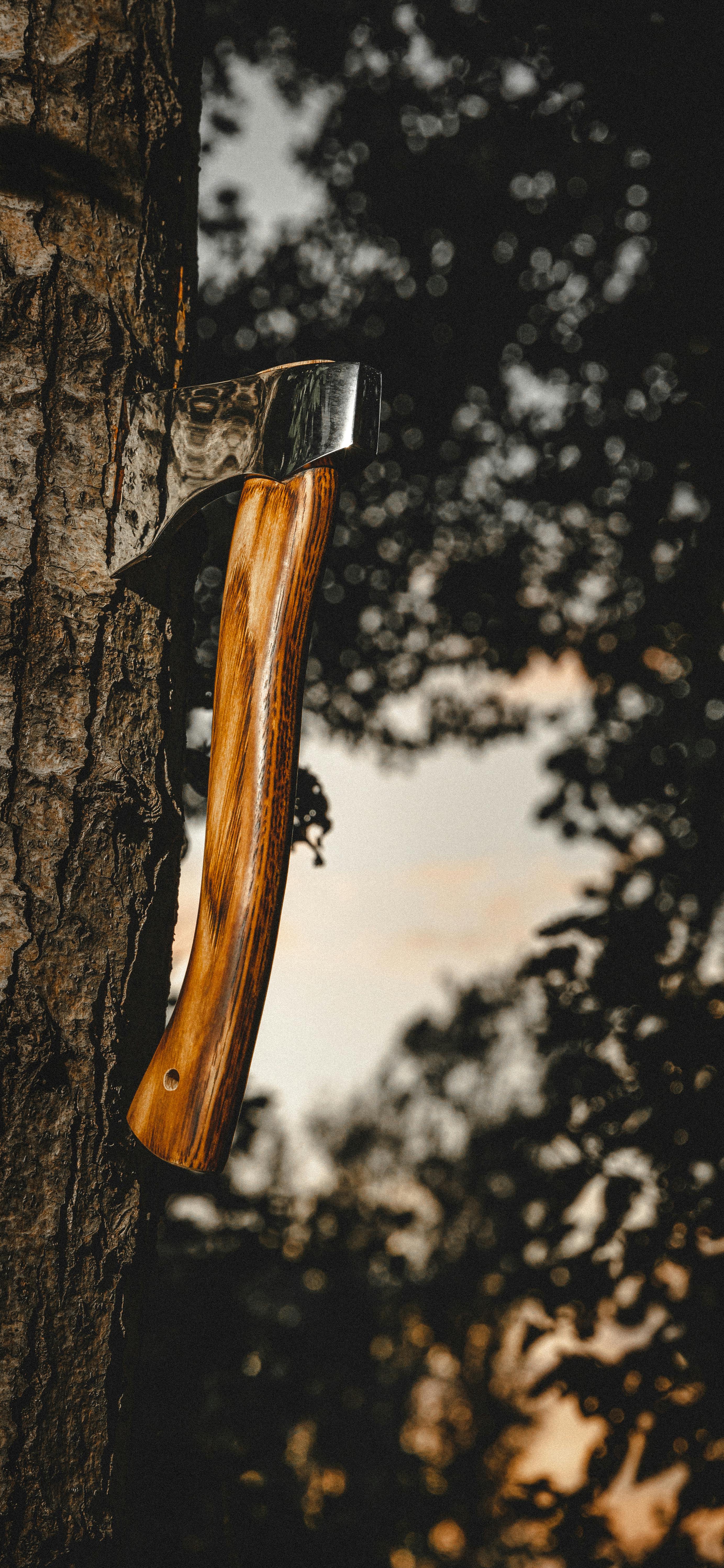 An Axe on a Tree · Free Stock Photo