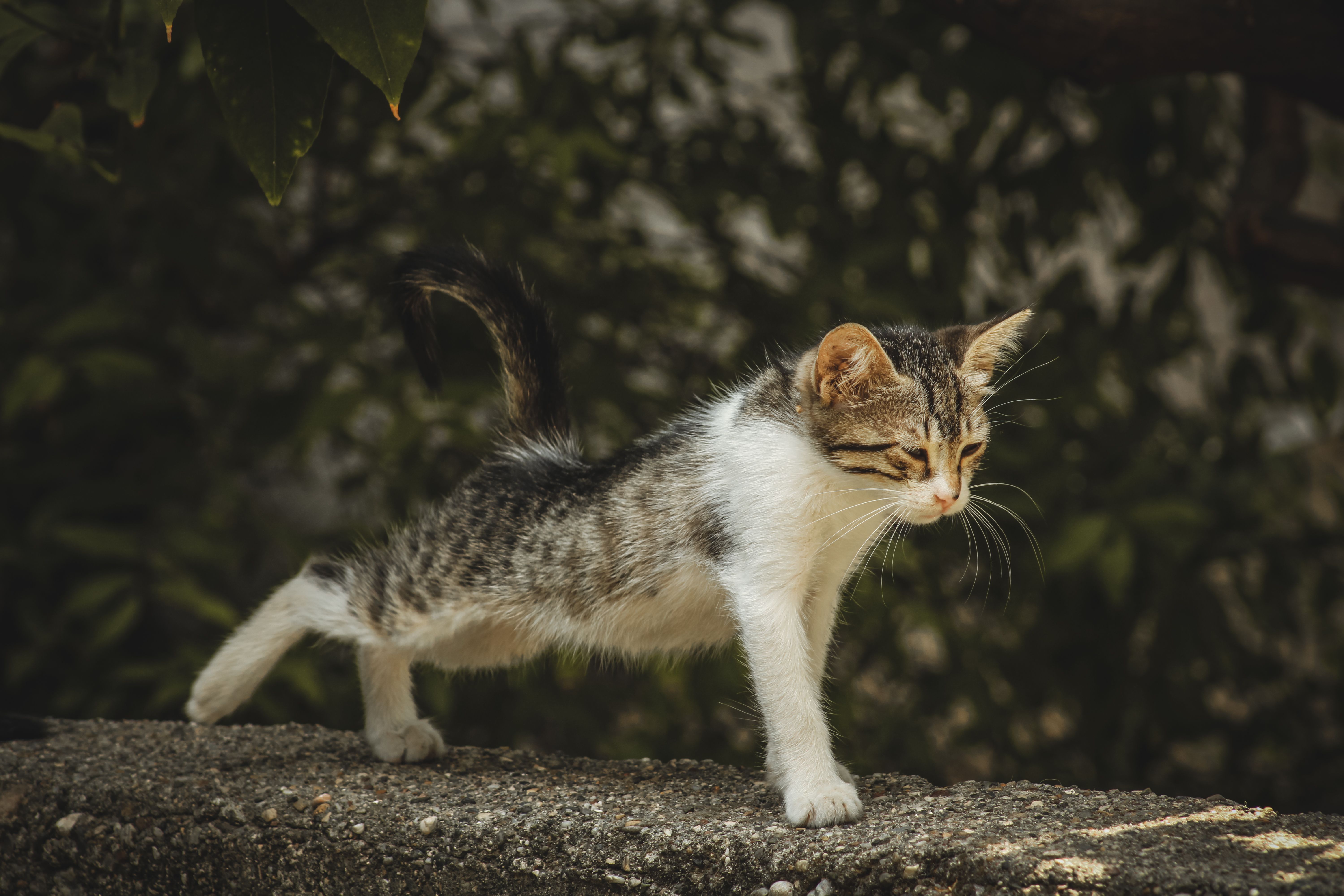 Cat Stretching at the Sea · Free Stock Photo