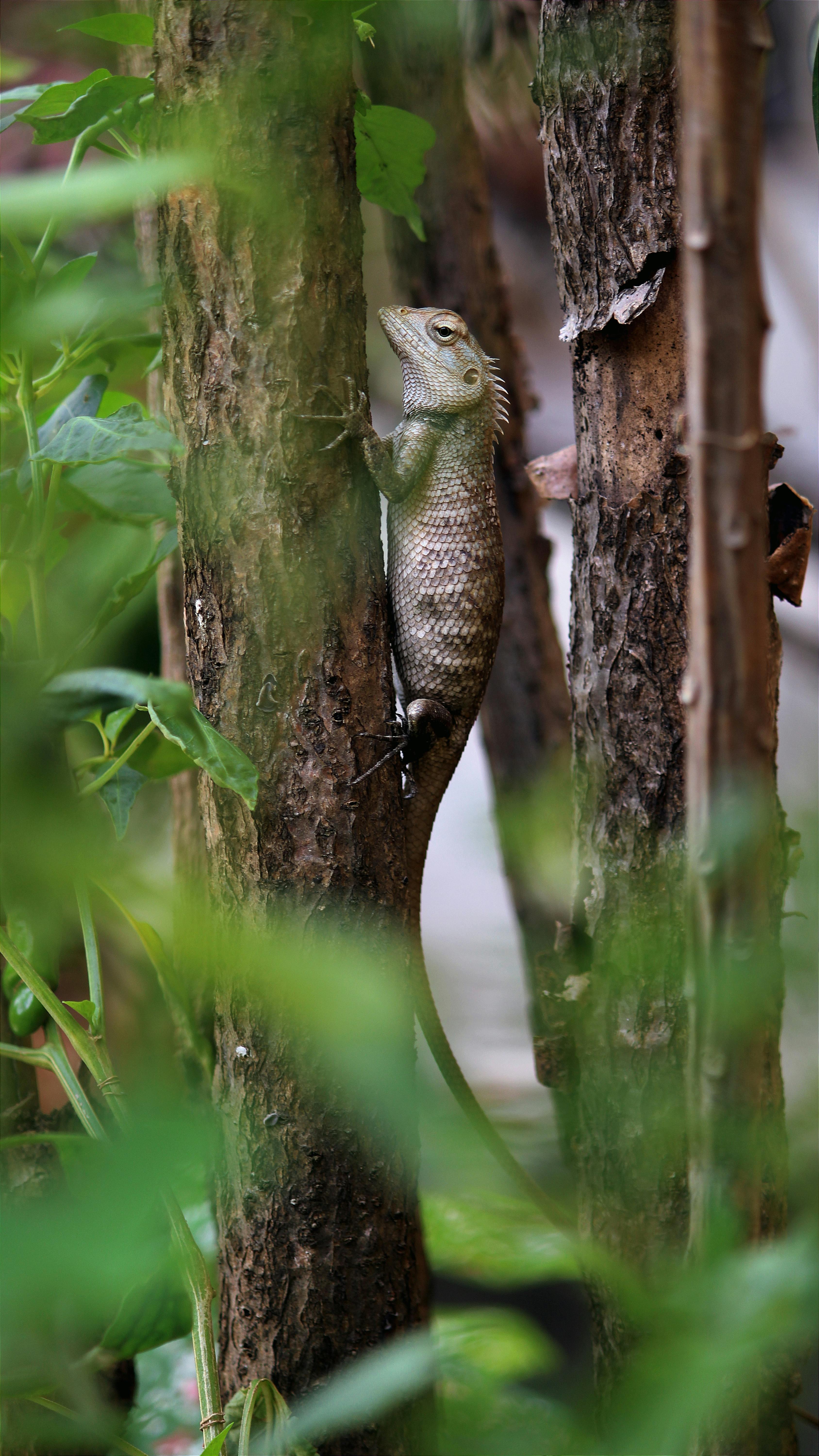 Green Lizard on Tree Trunk · Free Stock Photo