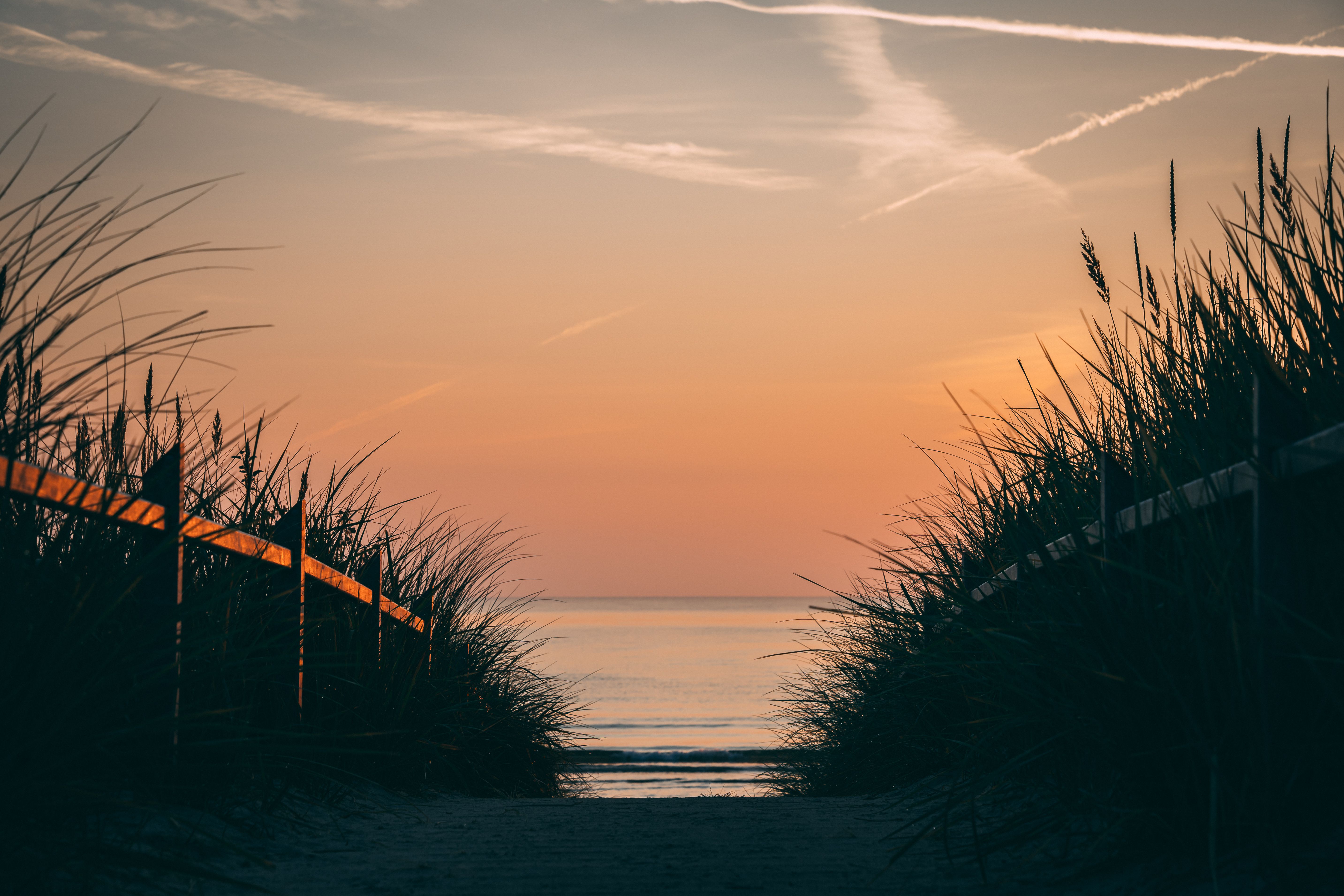 Silhouette of Grass on Shore during Sunset · Free Stock Photo