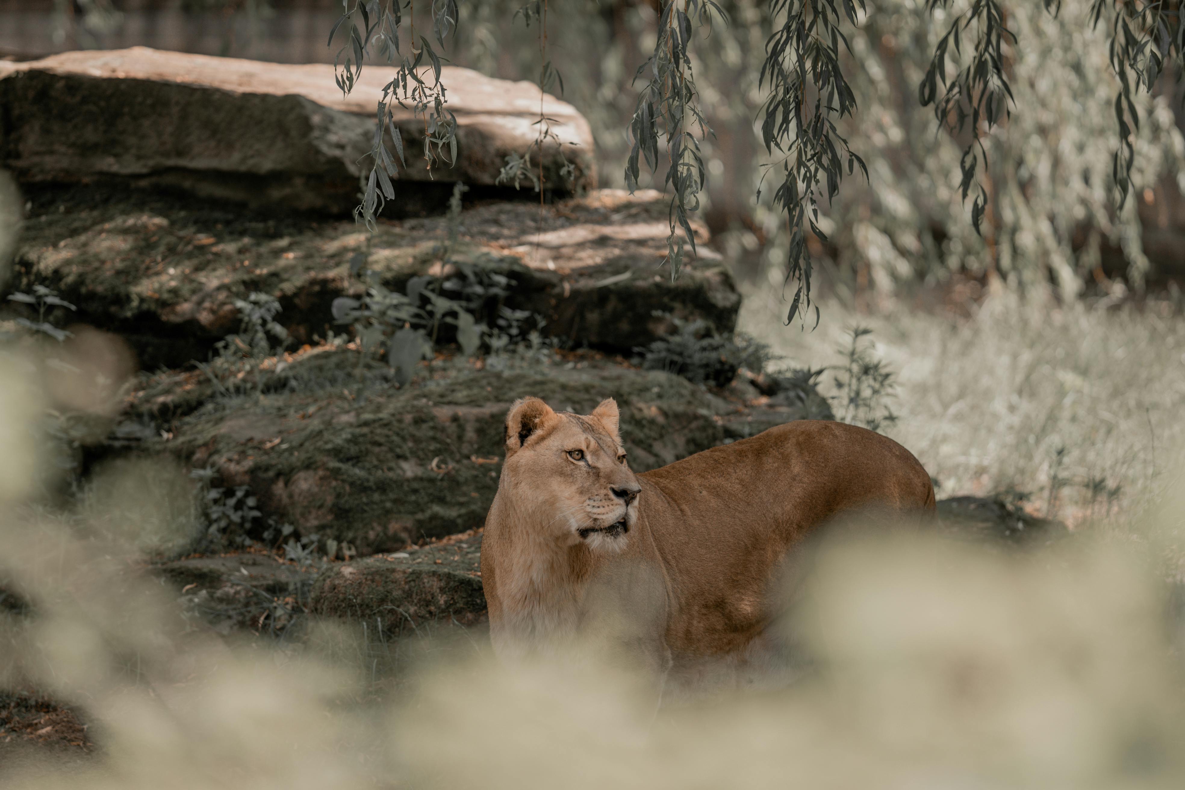 Selected Lion Photos, Download The BEST Free Selected Lion Stock Photos ...