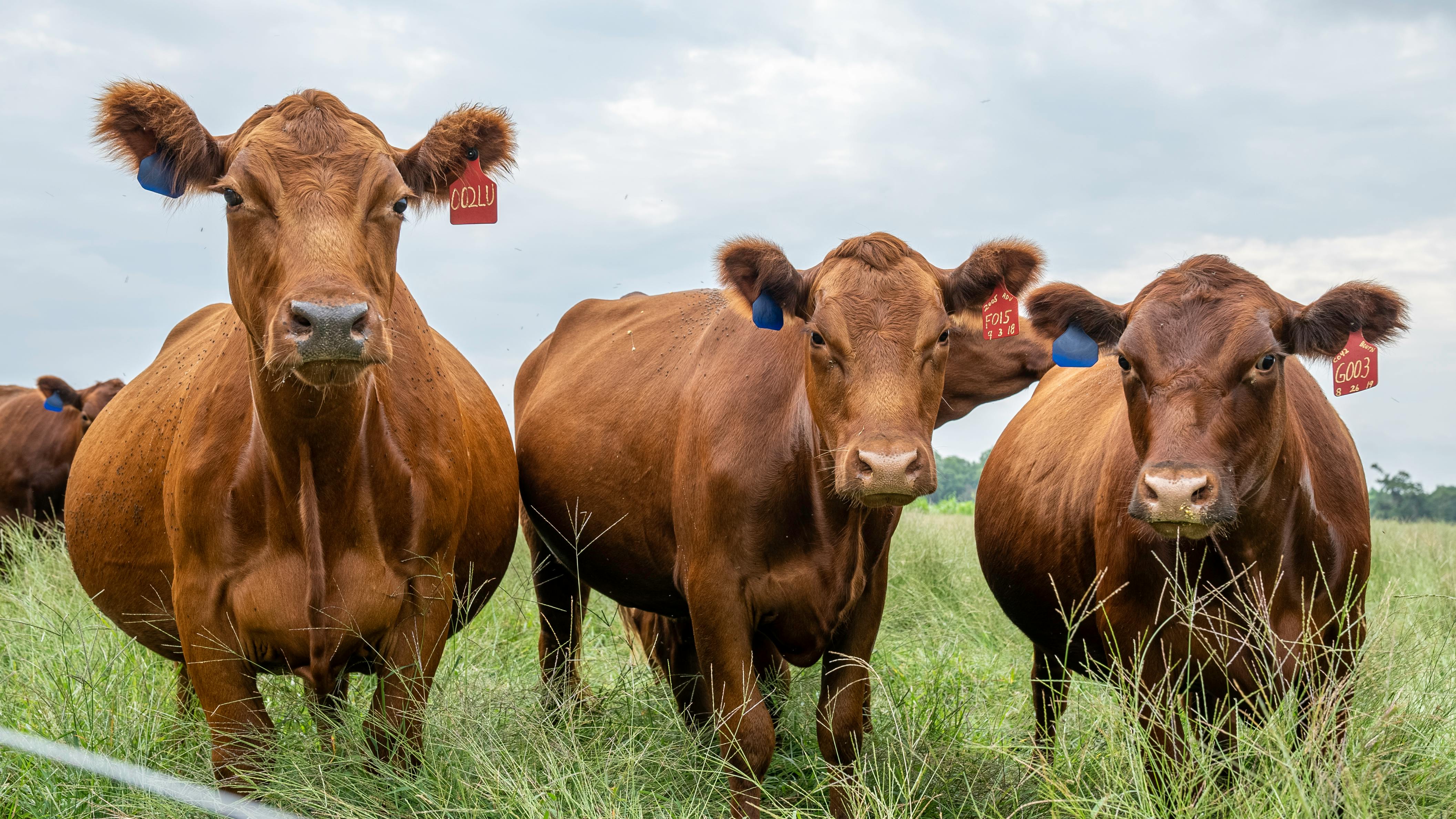 200.000+ melhores imagens de Vacas Vermelhas · Download 100% grátis ...