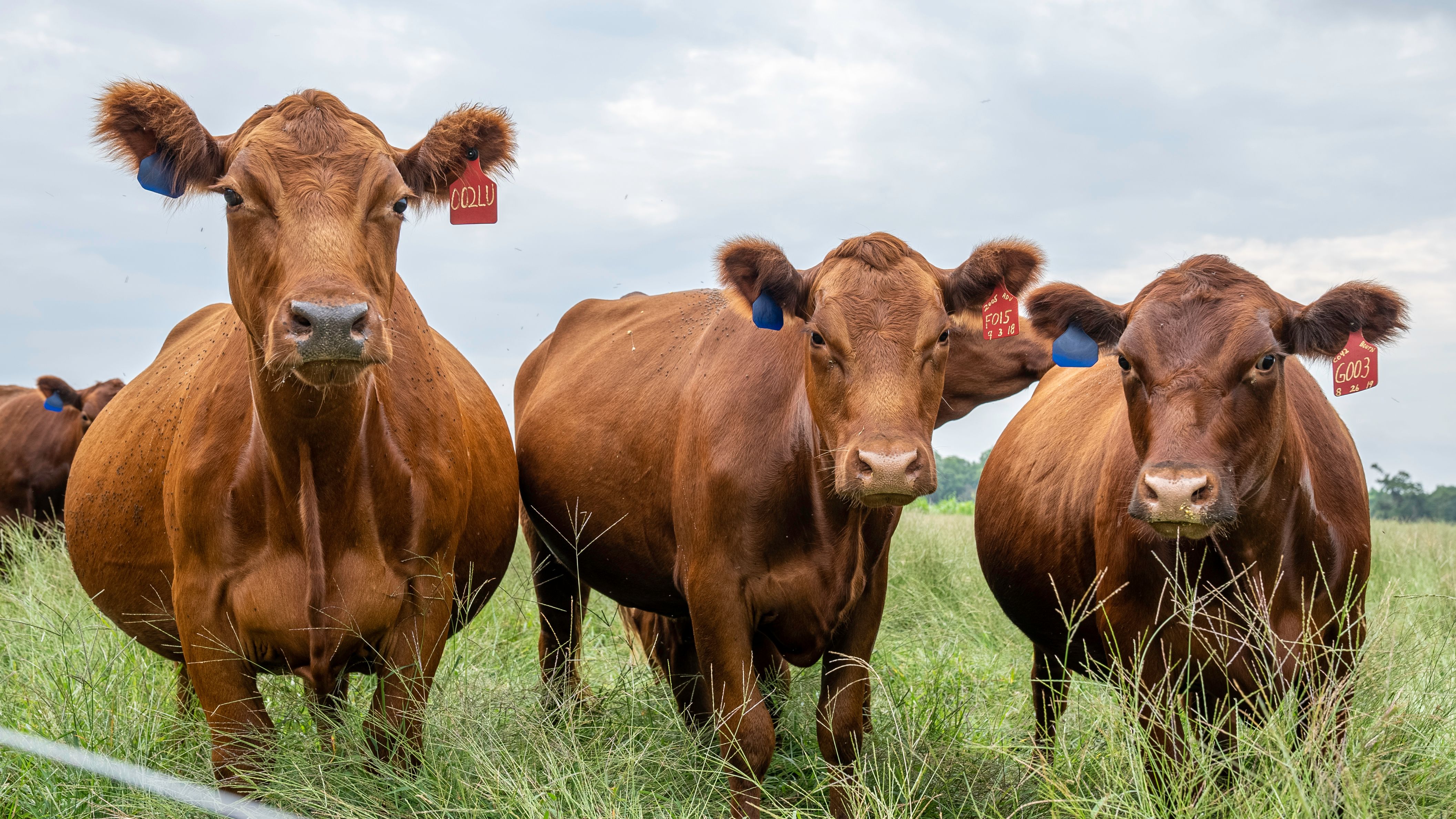 Free Wallpaper Cows Photos, Download The BEST Free Free Wallpaper Cows ...