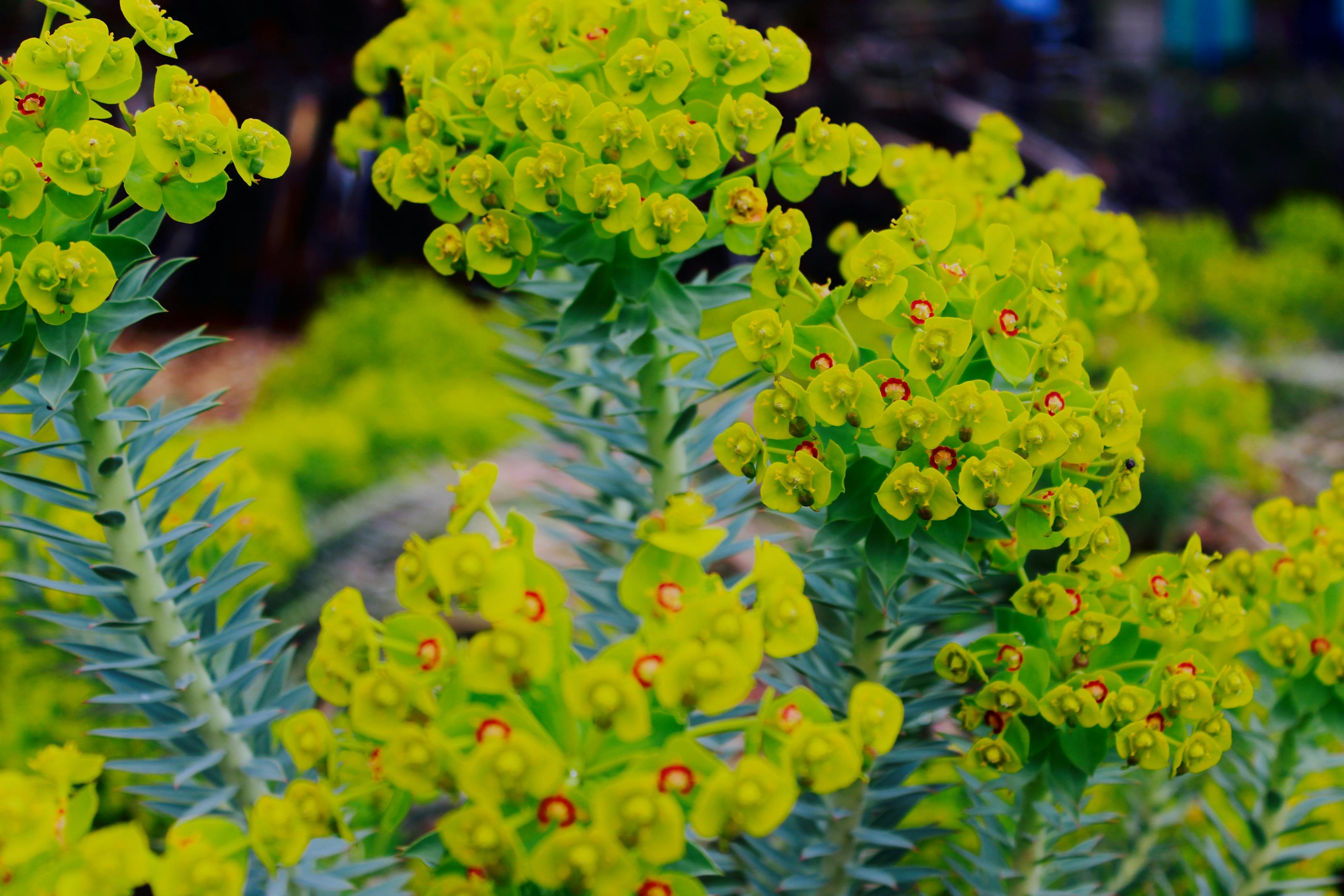 Fotografi Fokus Selektif Bunga Euphorbia Milii Hijau · Foto Stok Gratis Fotografi Fokus Selektif Bunga Euphorbia Milii Hijau · Foto Stok Gratis