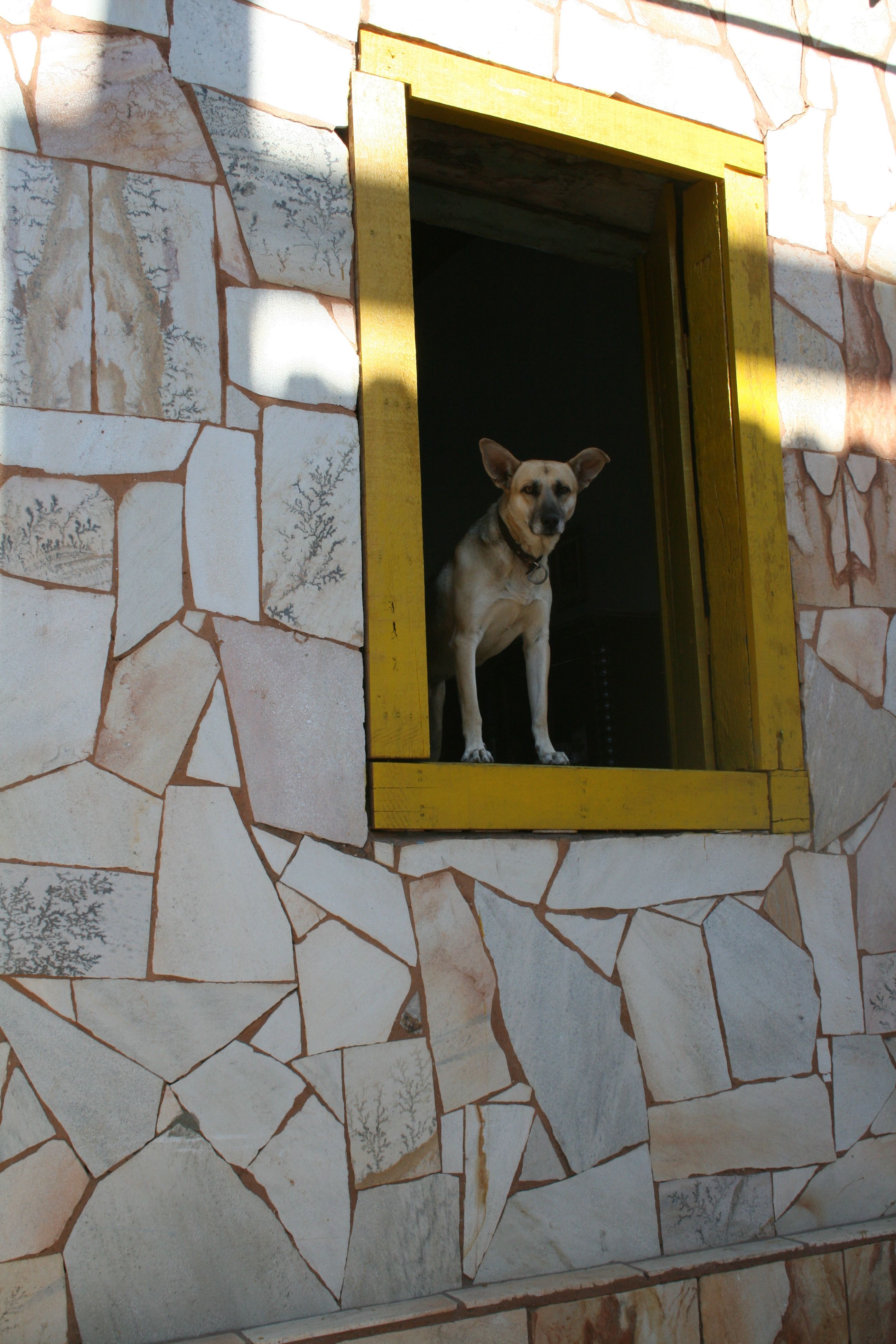 Dog Looking Out Window Photos, Download The BEST Free Dog Looking Out ...