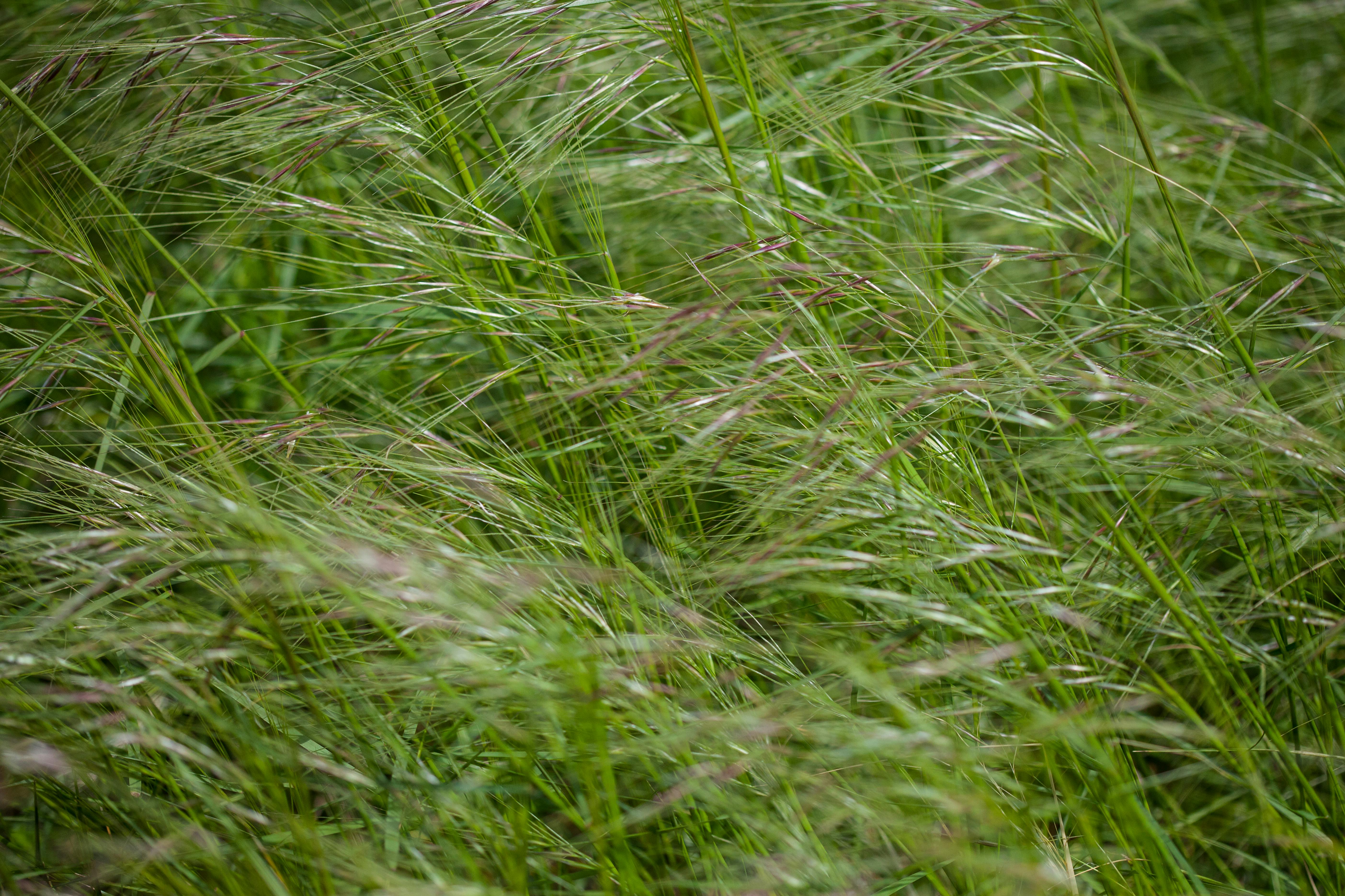 Close-Up Shot of Purple Needlegrass · Free Stock Photo