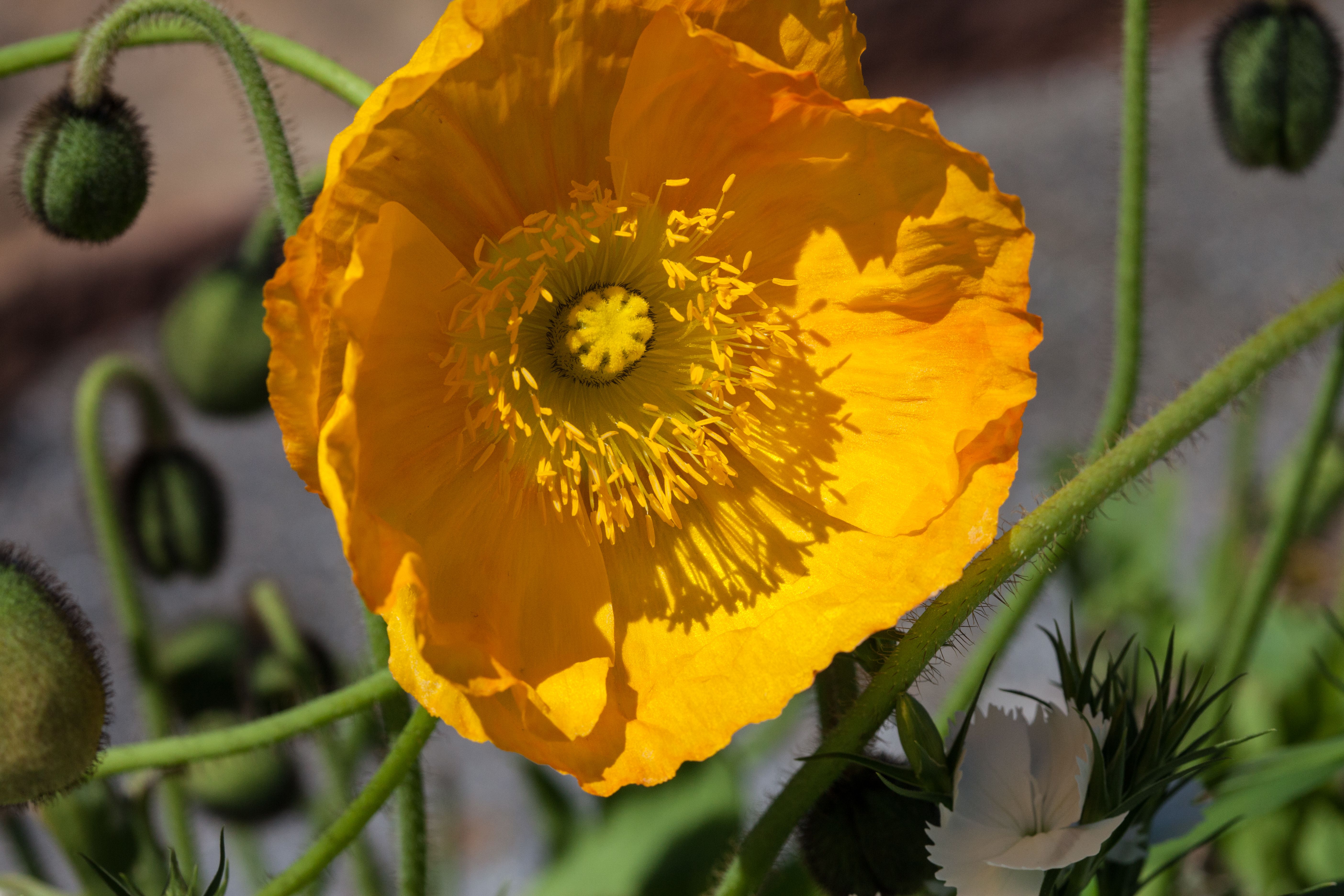 Yellow Poppy Flower in Bloom · Free Stock Photo