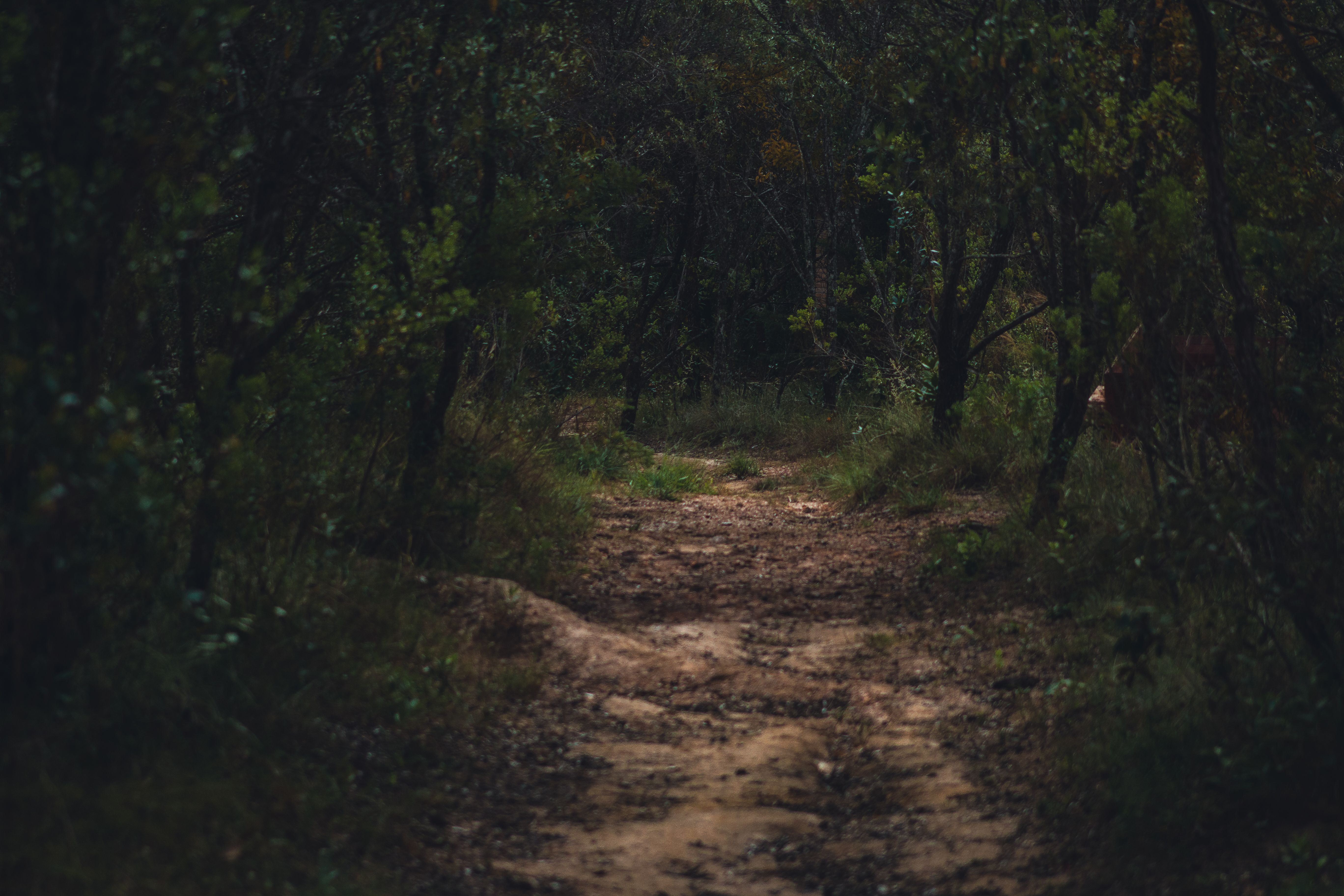 An Unpaved Pathway in the Forest · Free Stock Photo