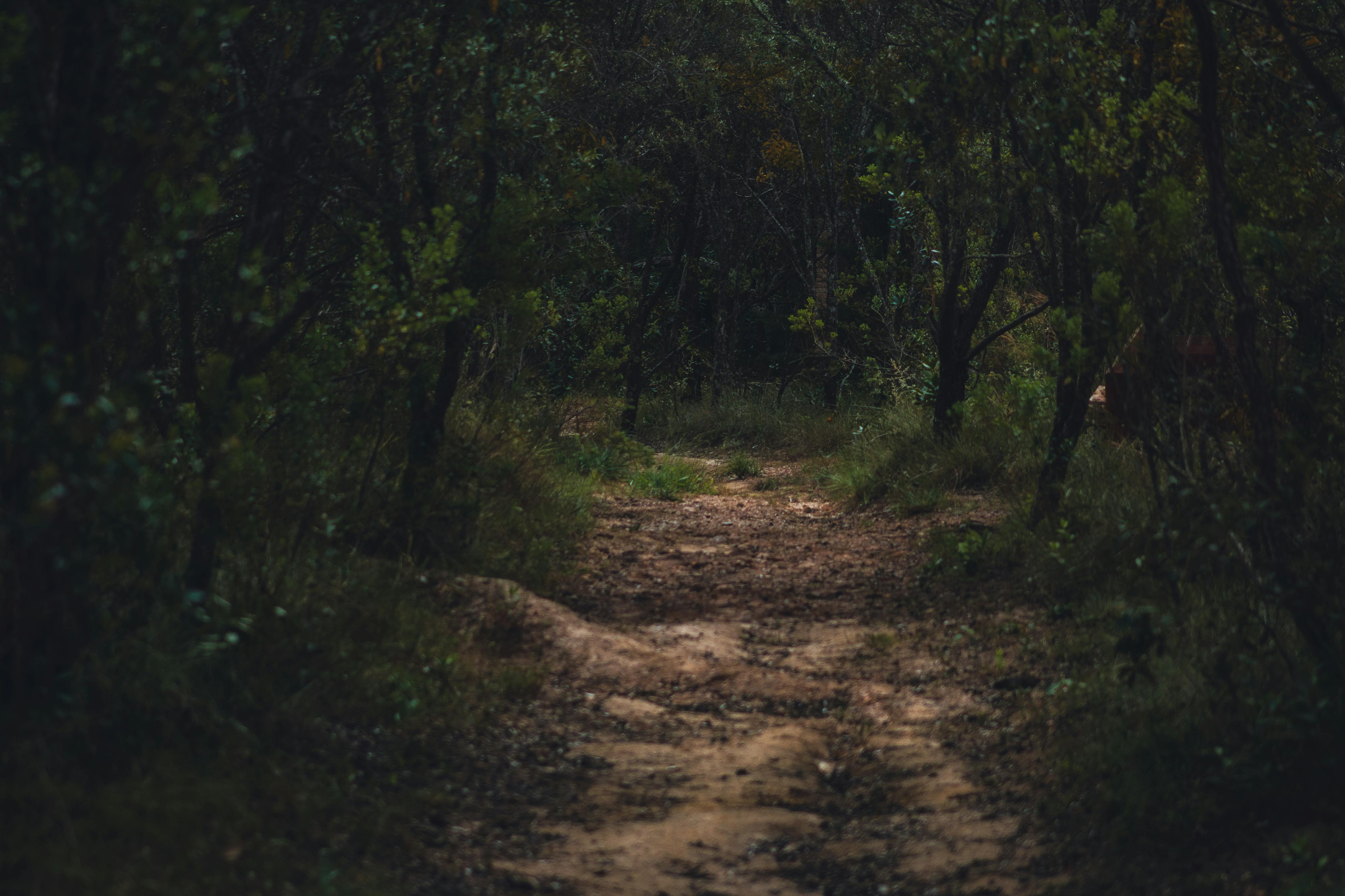 Photo Unpaved Pathway Near Trees · Free Stock Photo