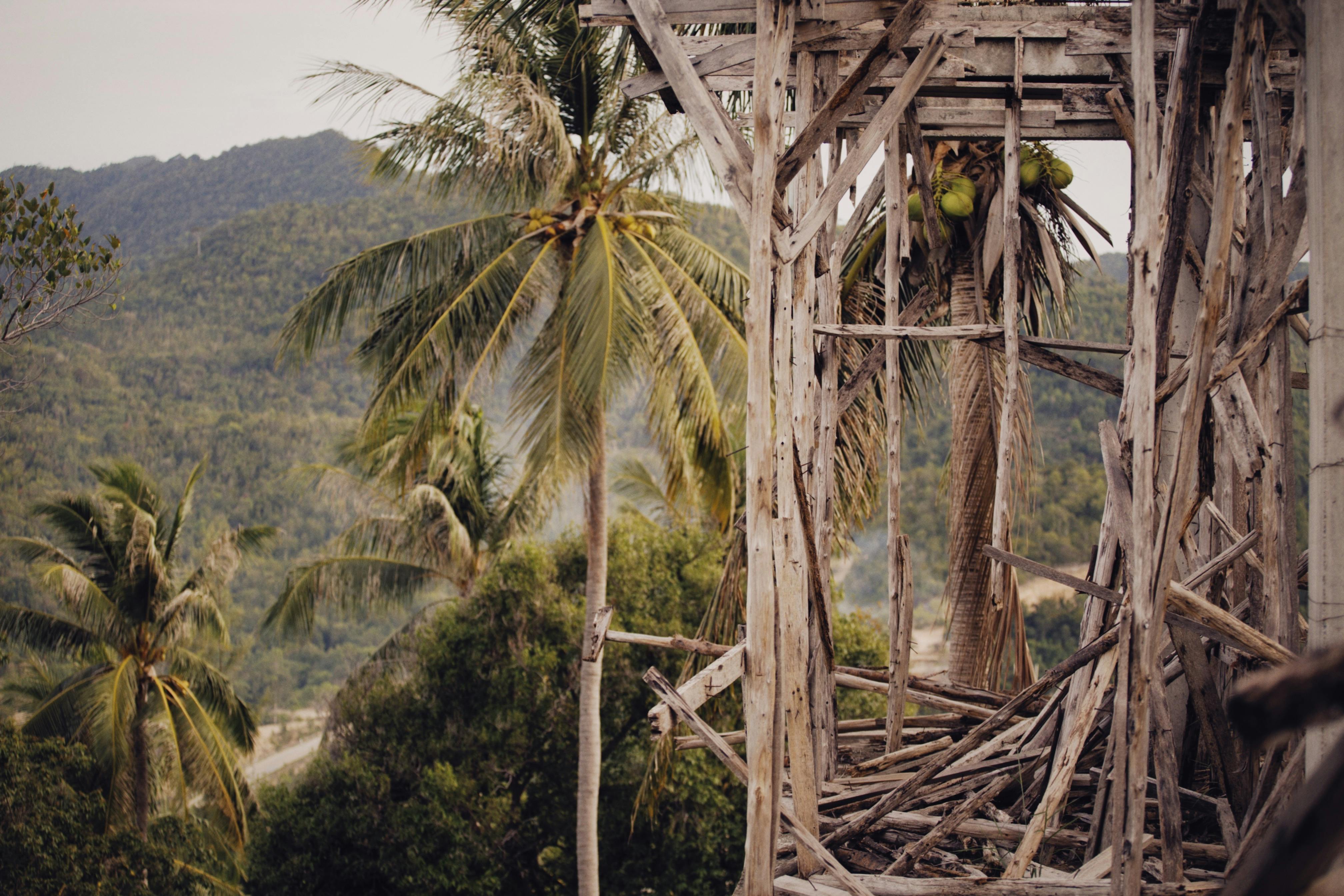 Coconut Trees Near Wooden Structure · Free Stock Photo