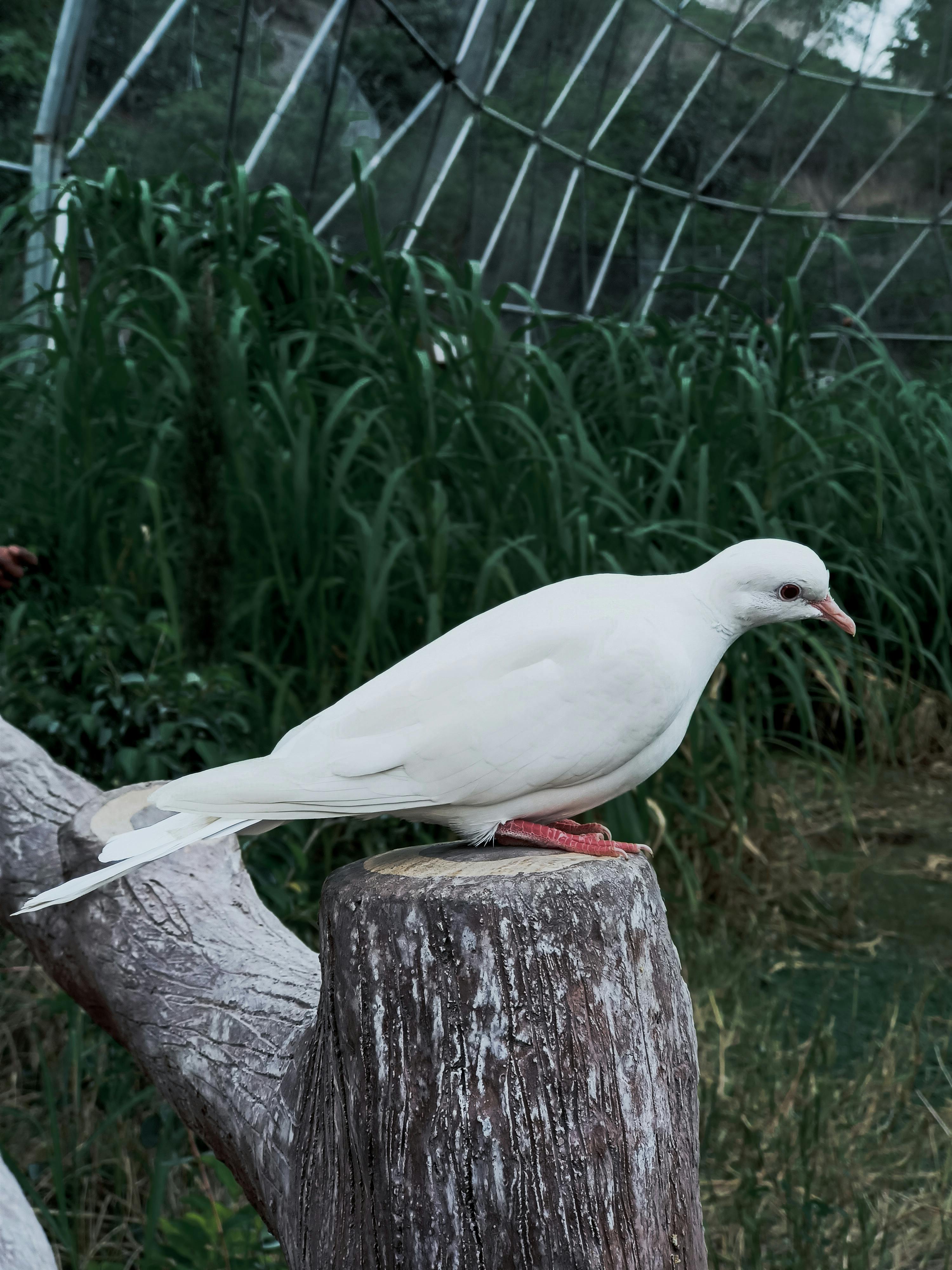 A Dove Perched on a Fence · Free Stock Photo