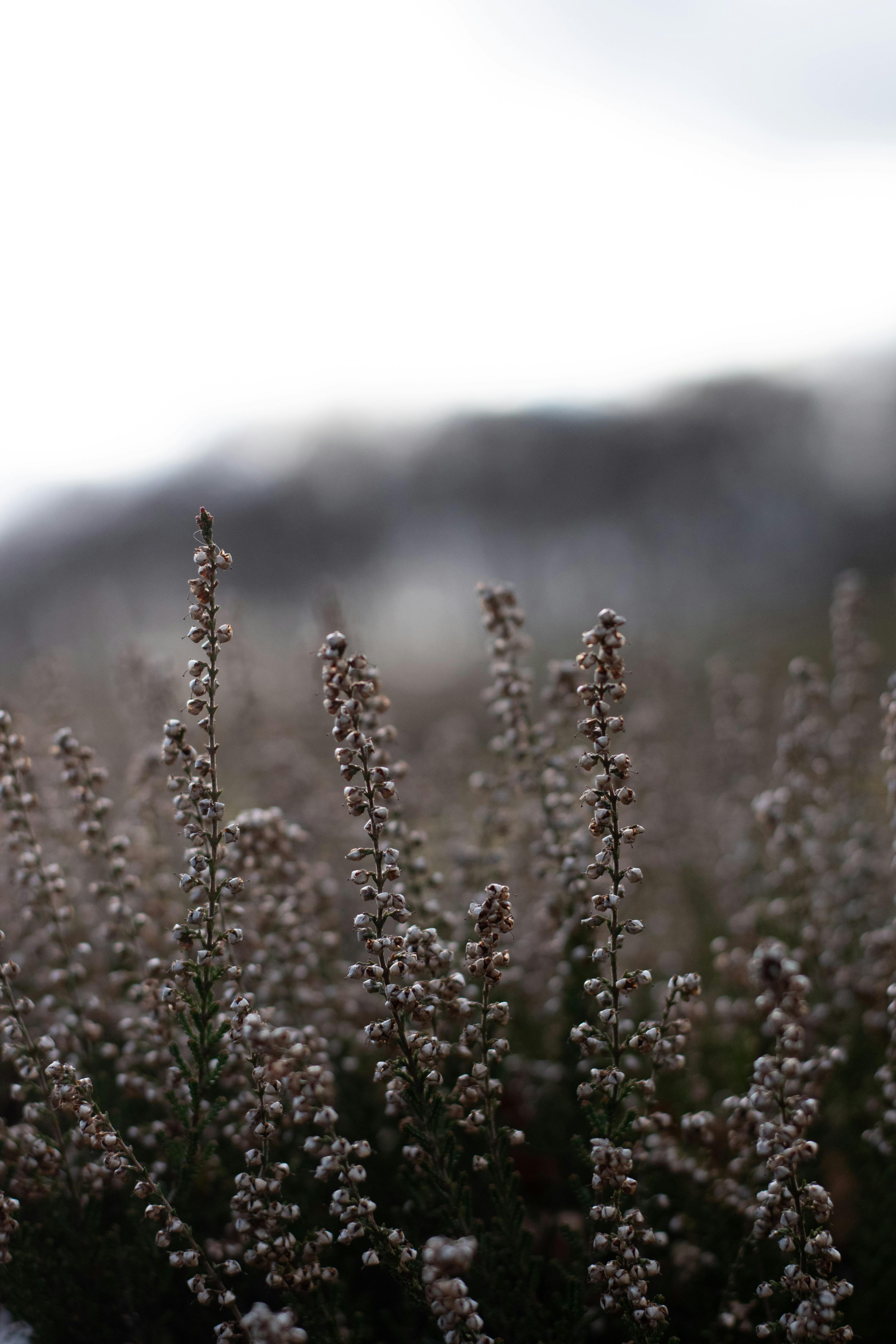 Close-up of Heather Growing on a Field · Free Stock Photo