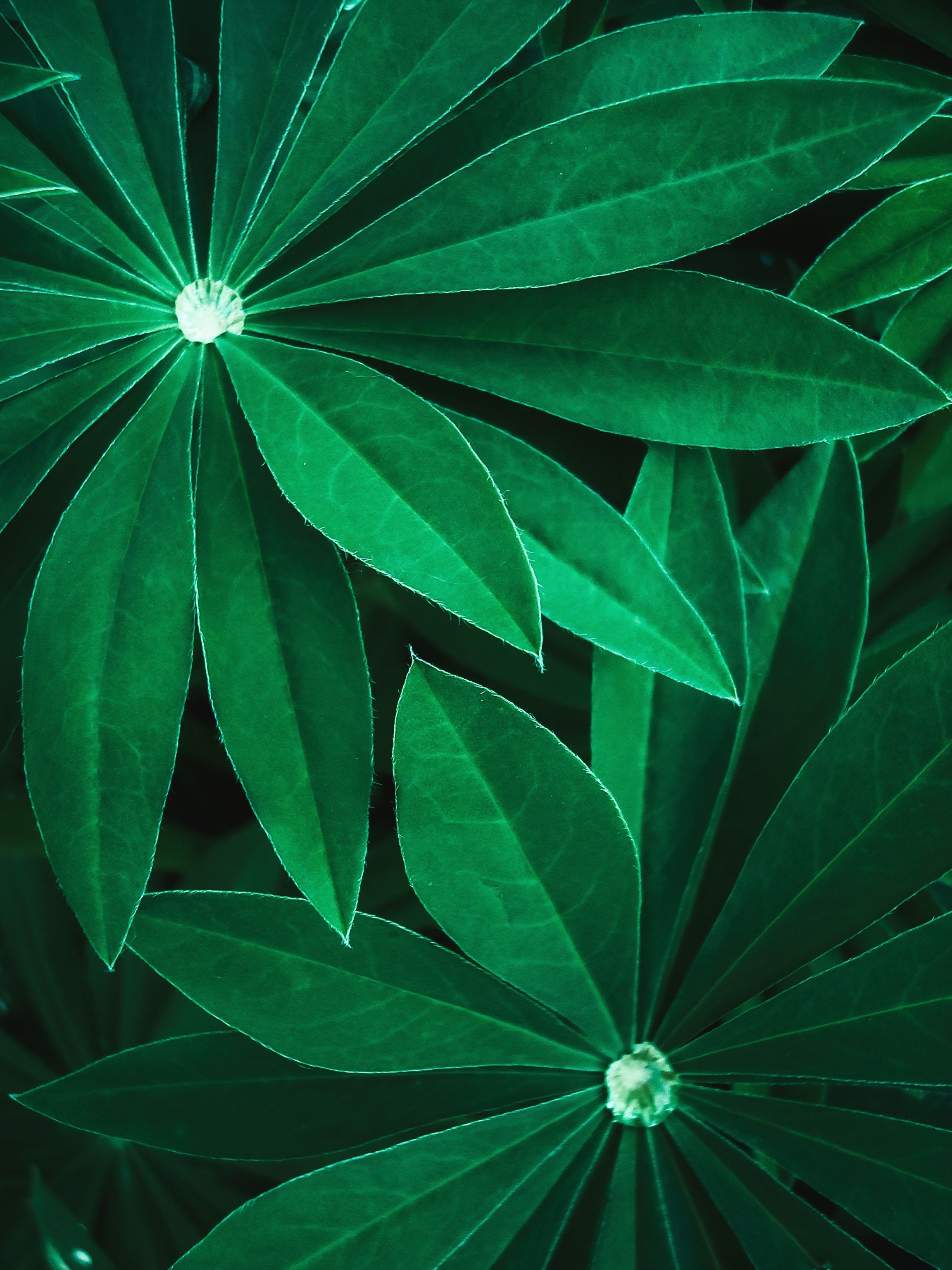 Dark Green Leaves in Dark Background · Free Stock Photo