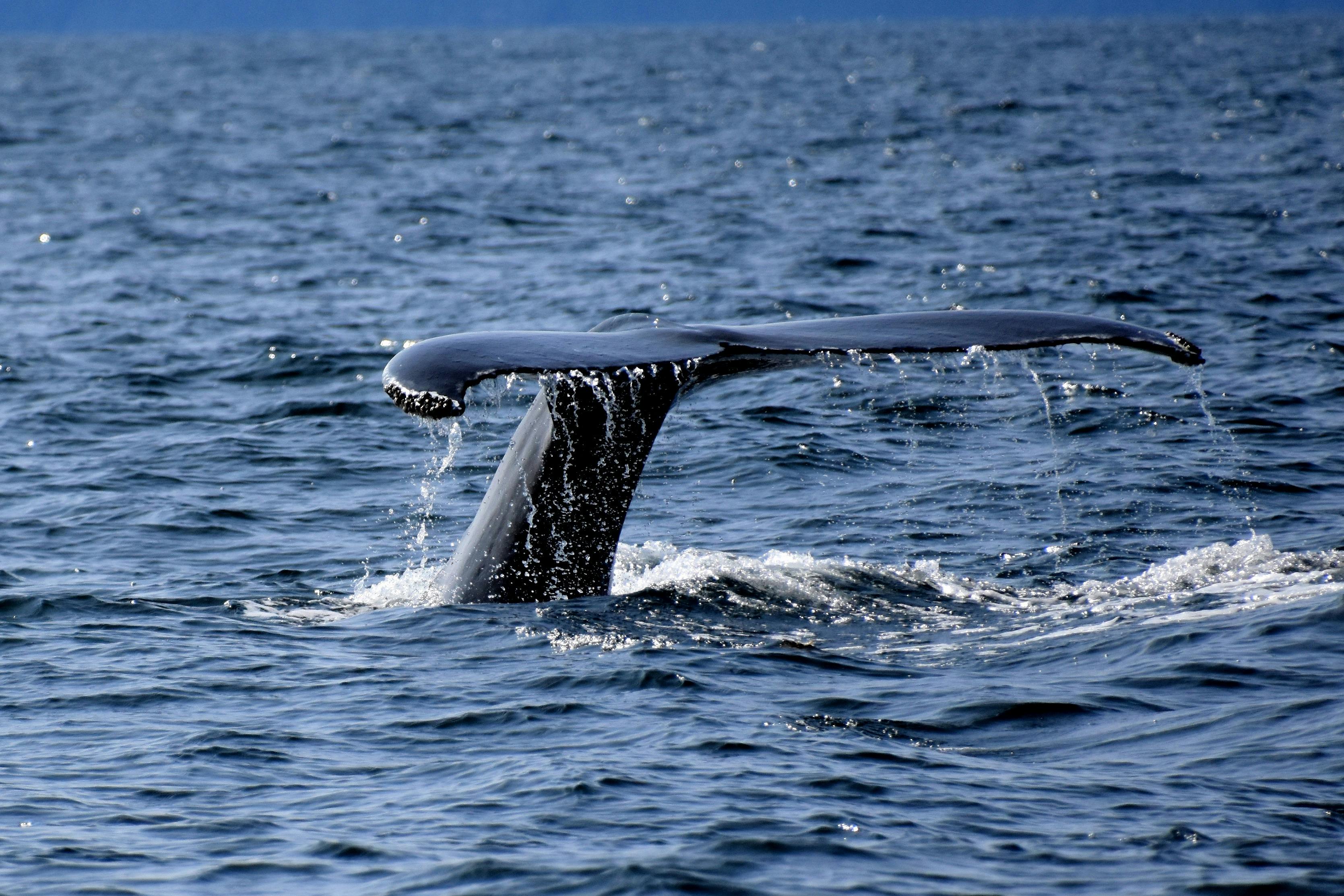 Tail of Whale · Free Stock Photo