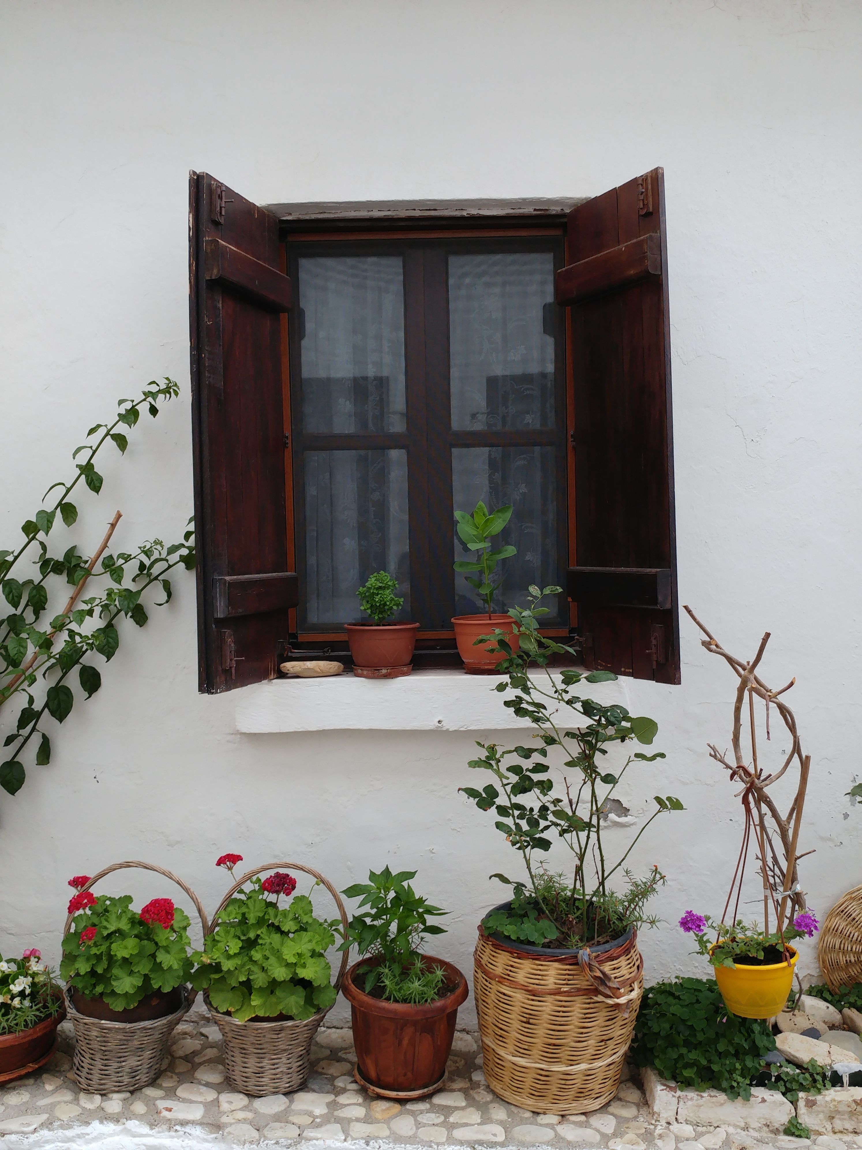 Assorted Plants Outside a House · Free Stock Photo