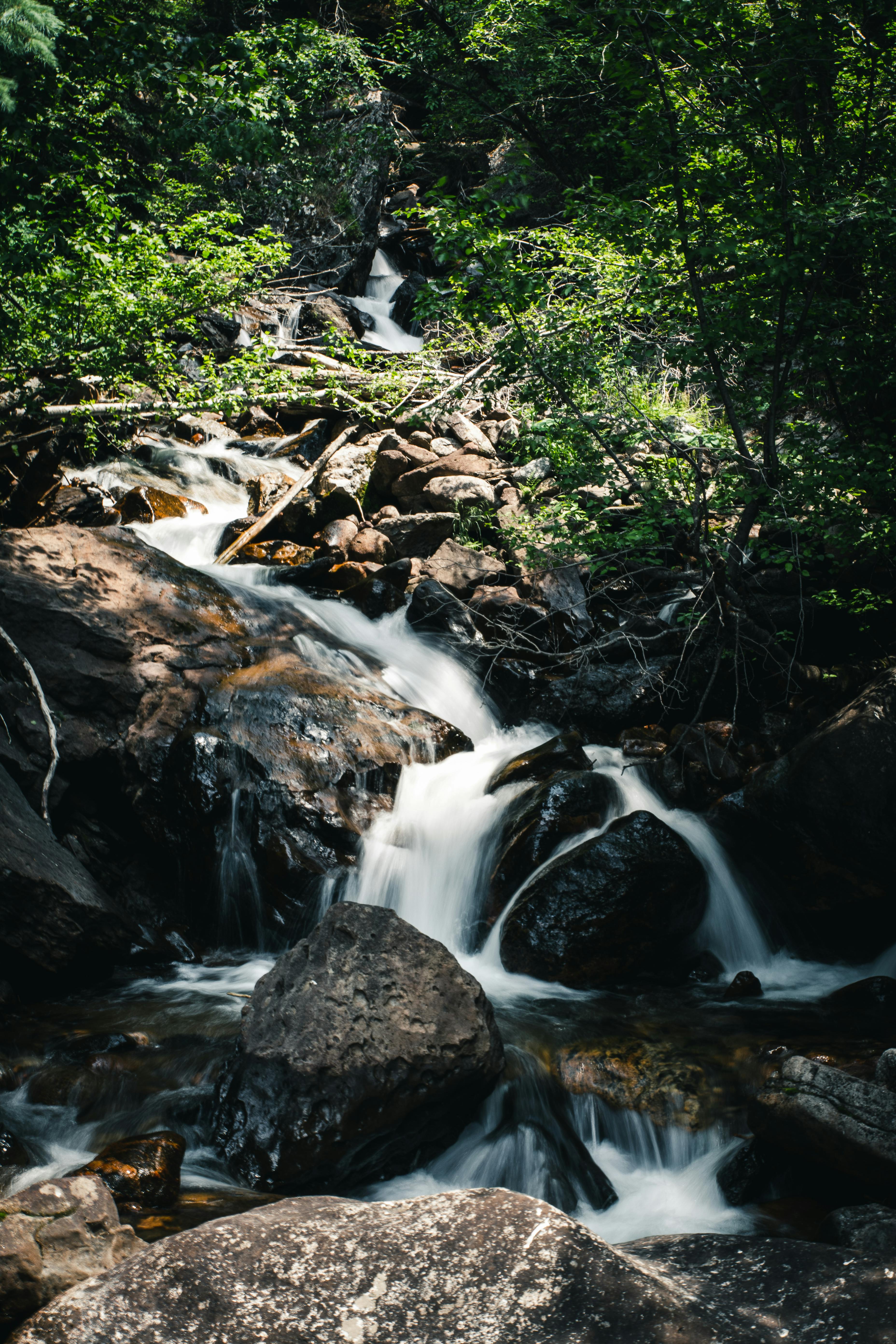 A Rocky Stream in a Forest · Free Stock Photo