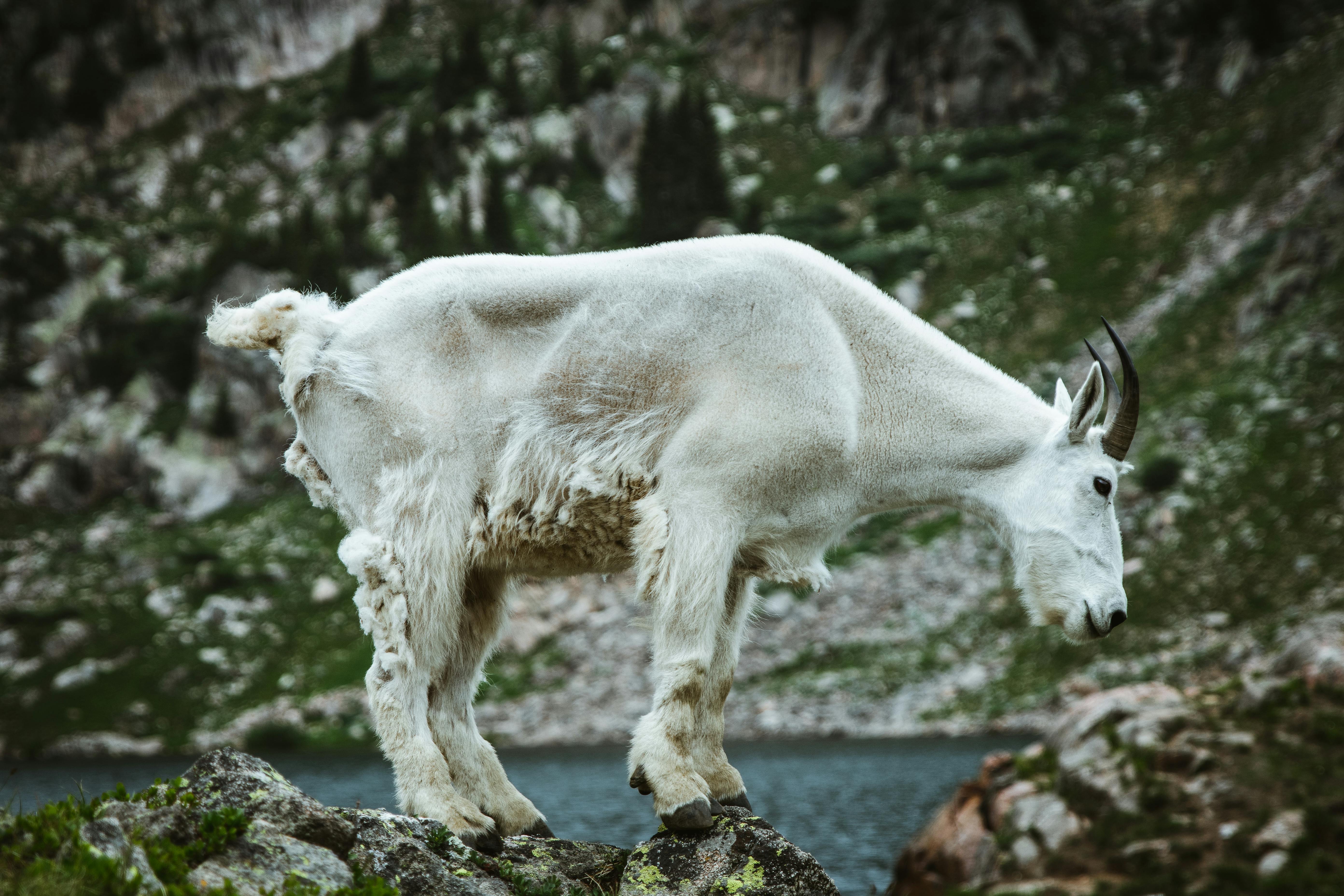 Goat With Big Horn · Free Stock Photo
