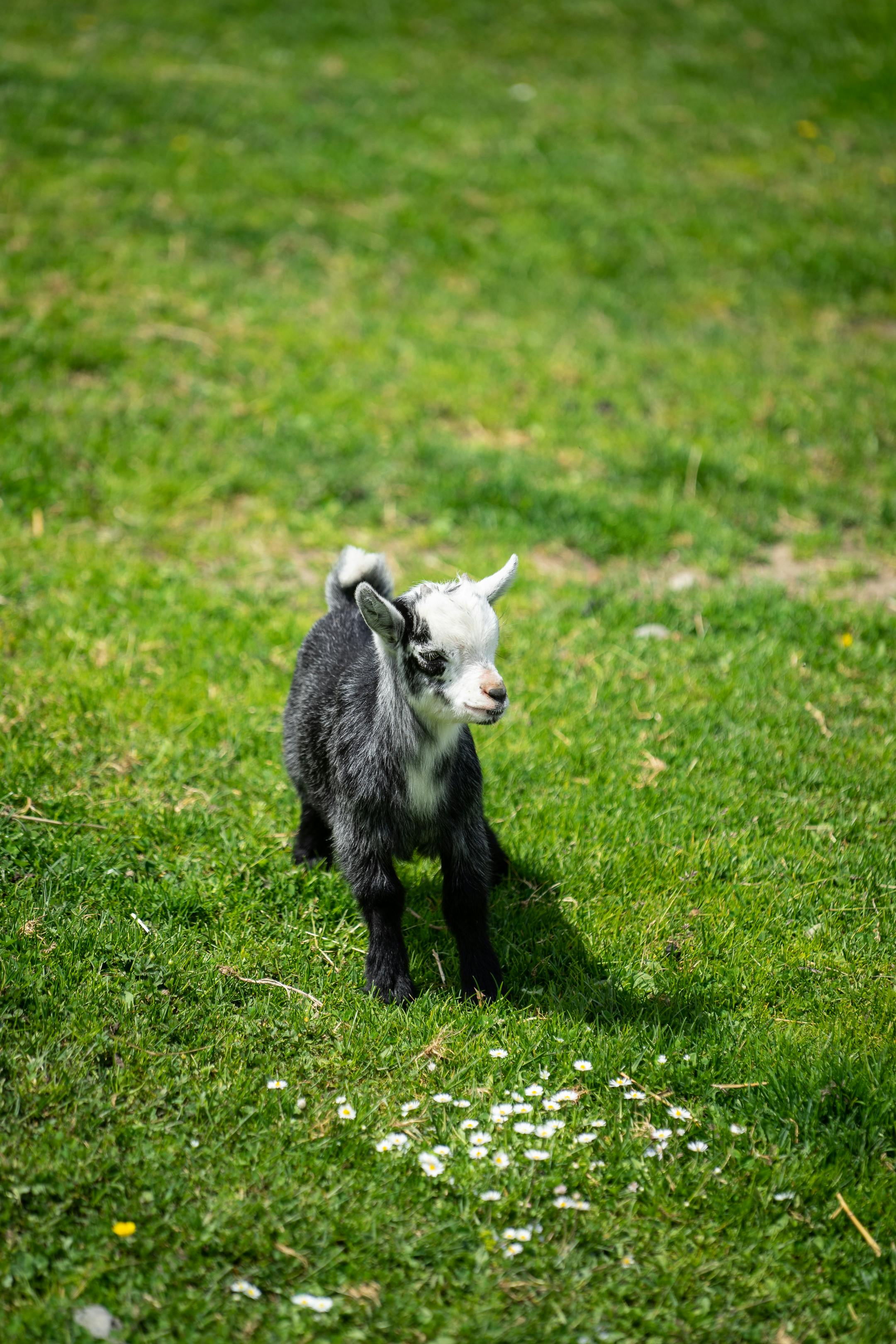 Gray Goat on the Grass · Free Stock Photo