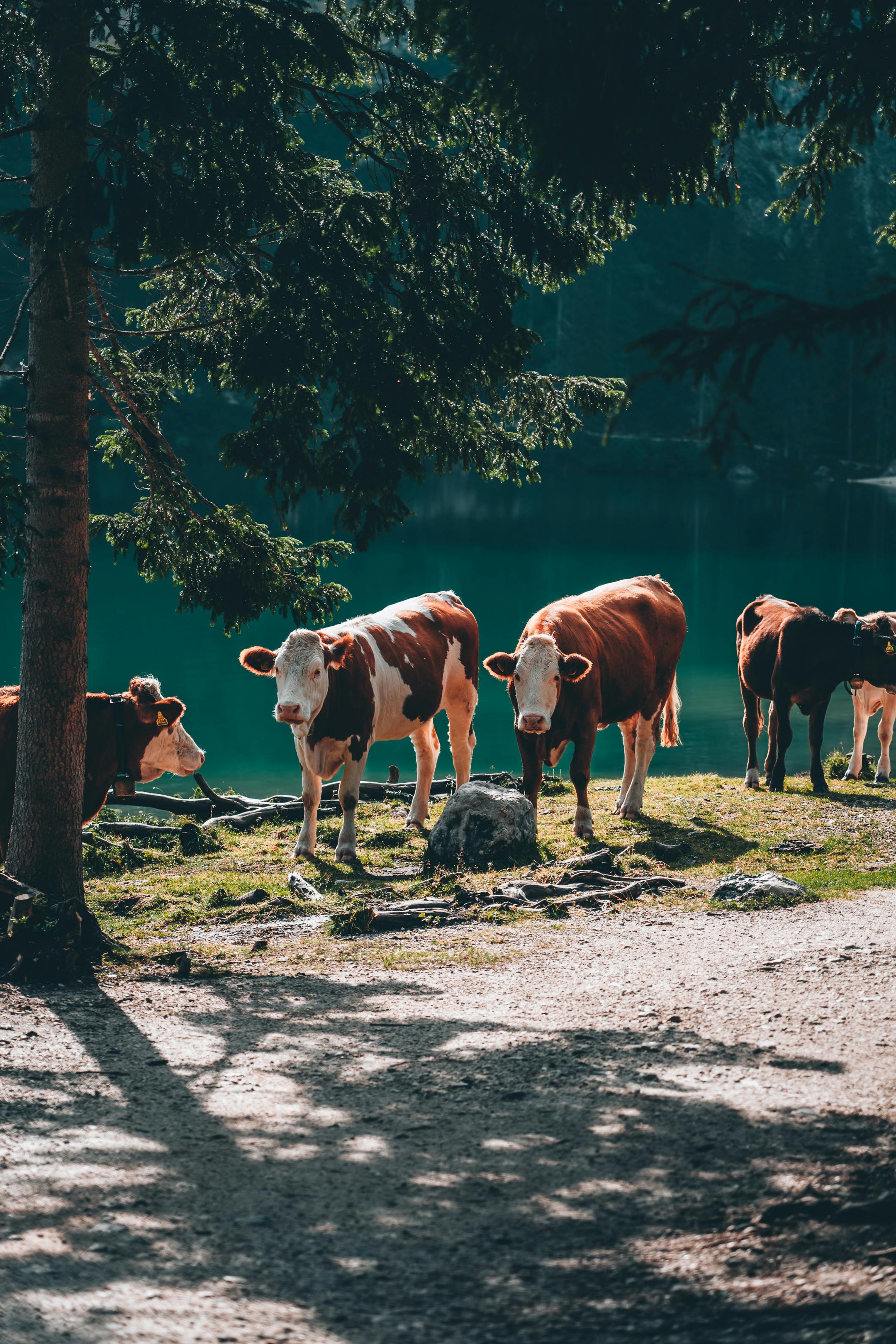 Cows on the Grass Field · Free Stock Photo