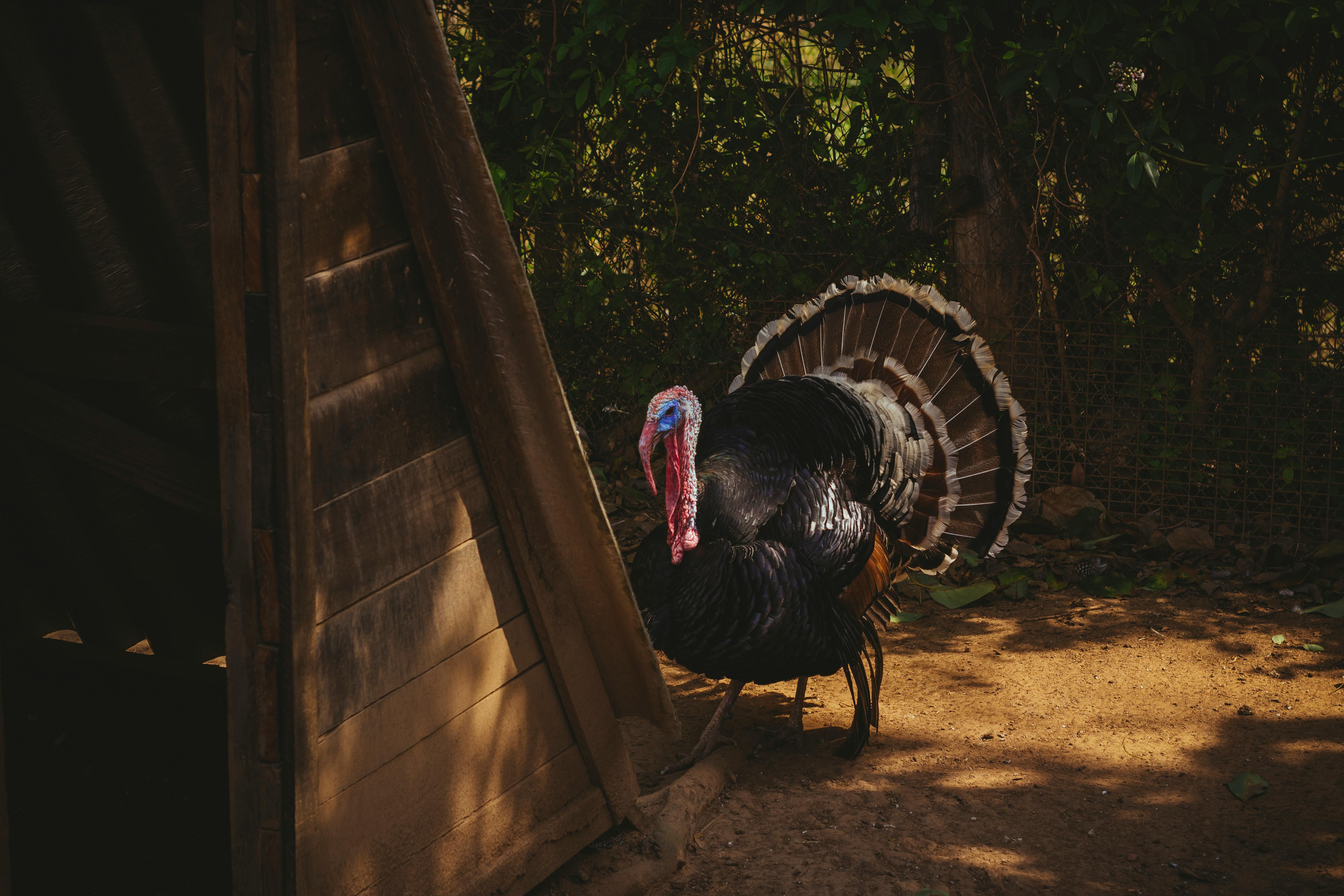 Foto profissional gratuita de ação de graças, agricultura, alegre ...