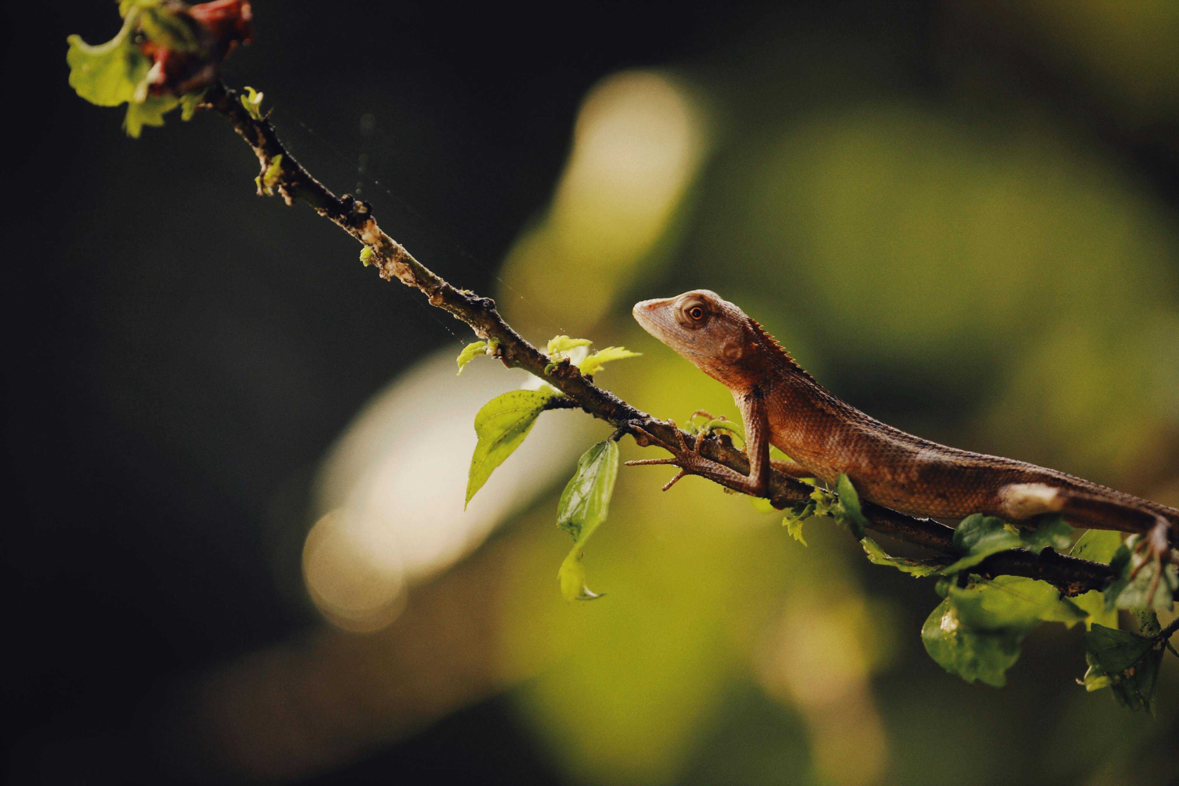Brown Lizard on the Tree Branch · Free Stock Photo