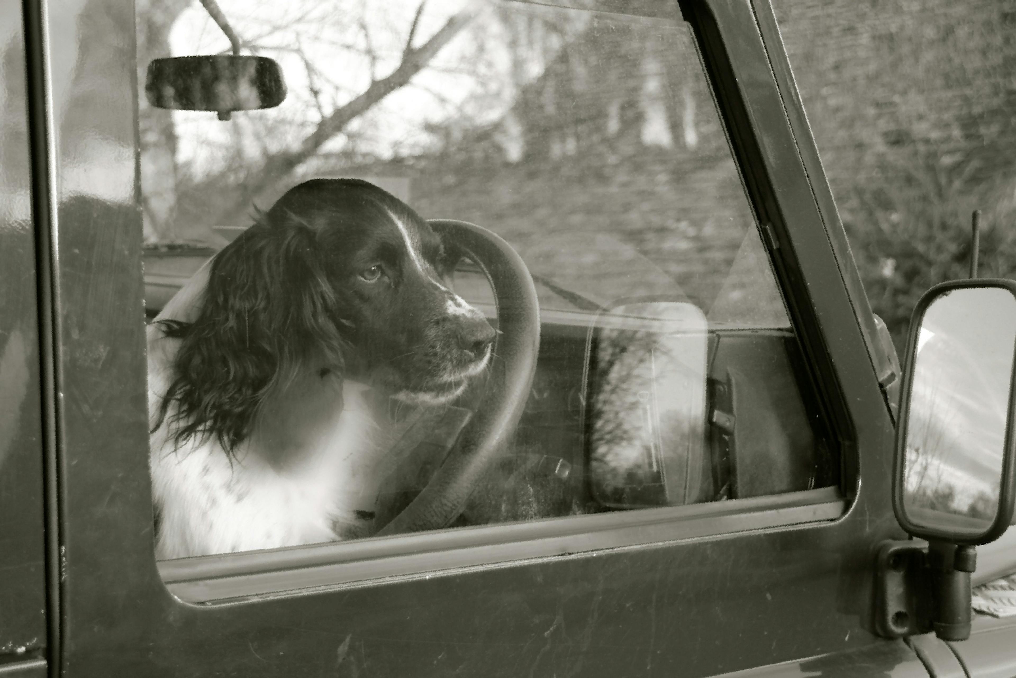 Grayscale Photo of a Dog inside a Car · Free Stock Photo