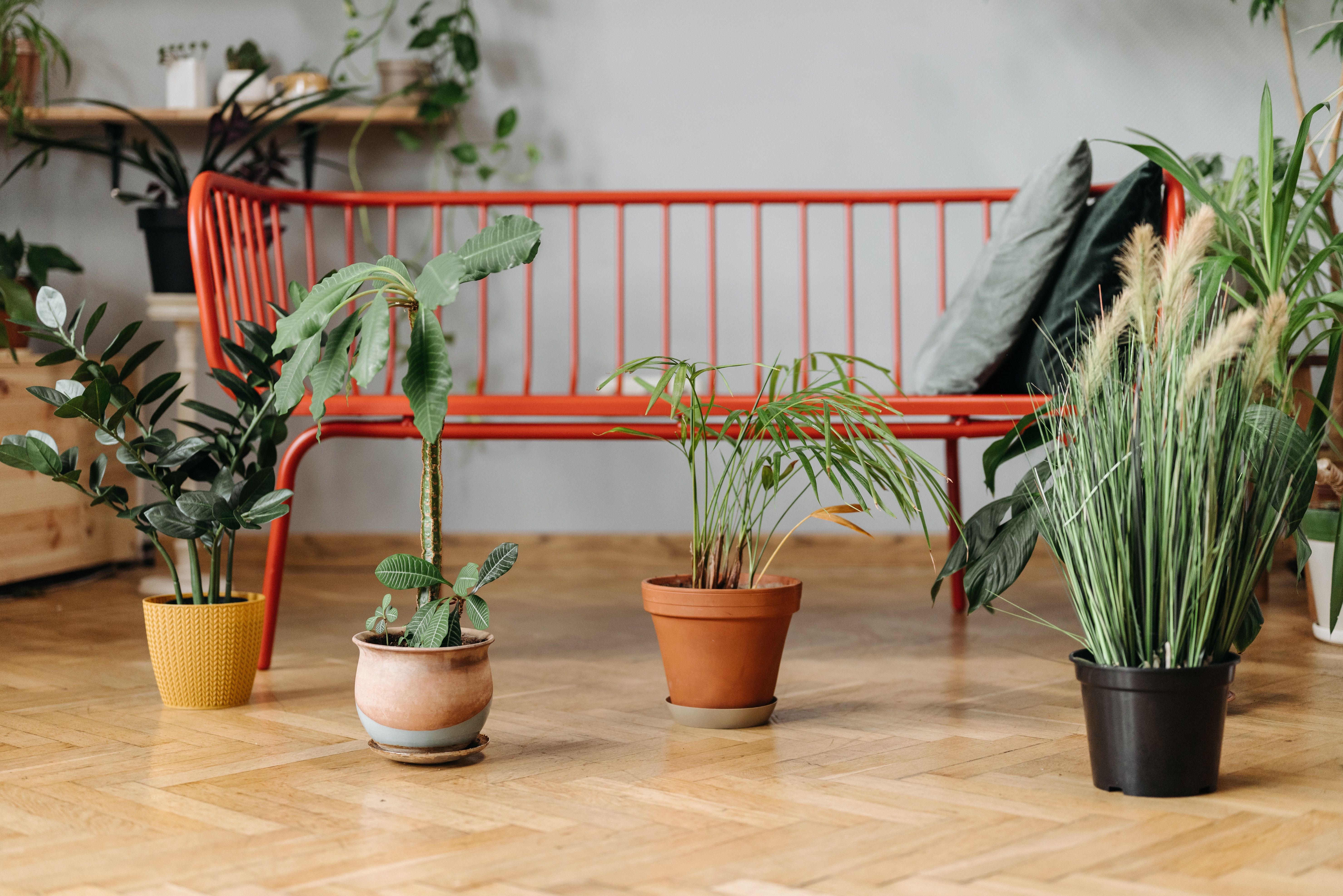 Variety of Potted Plants · Free Stock Photo