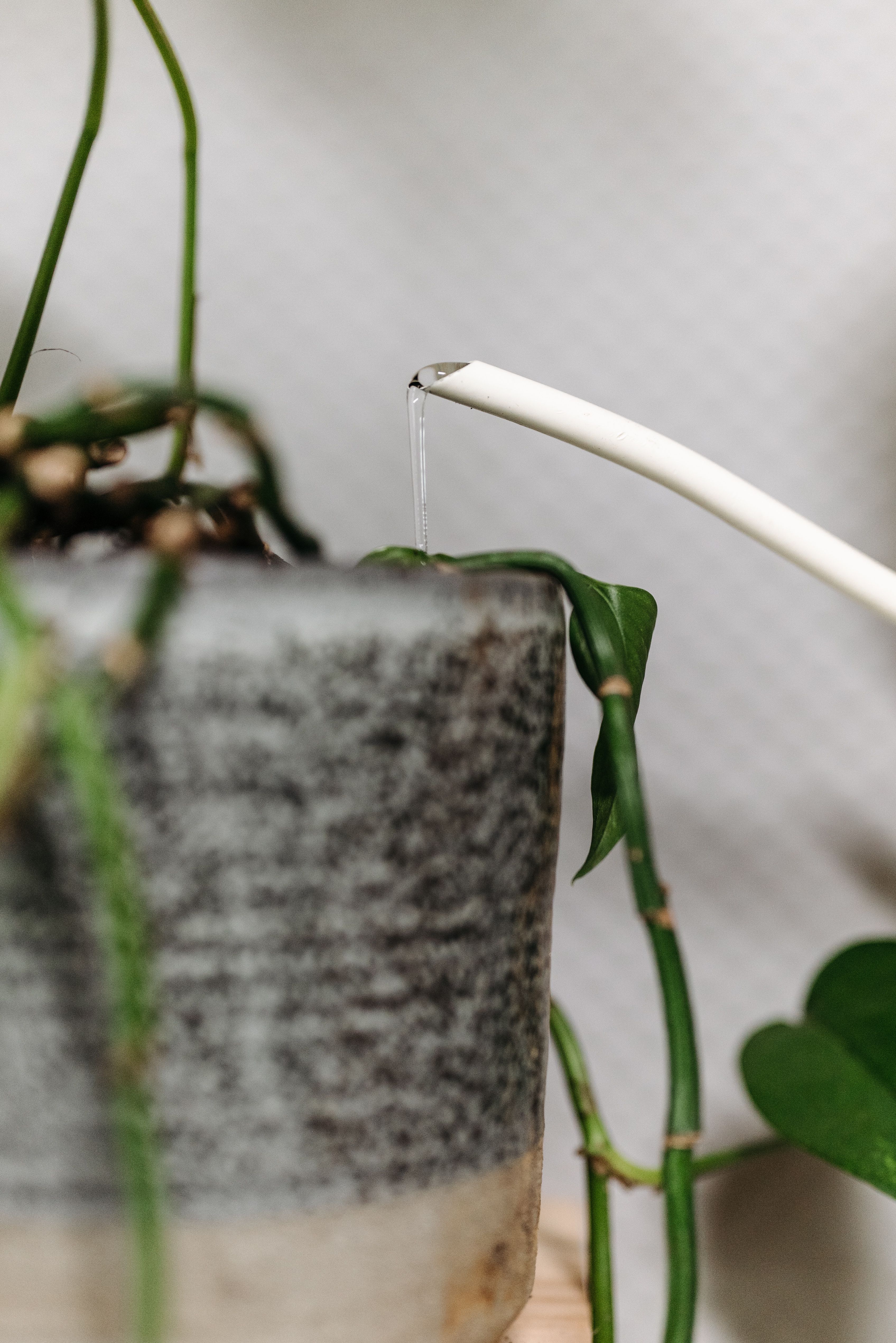 Person Pouring Bucket of Water on Plants · Free Stock Photo