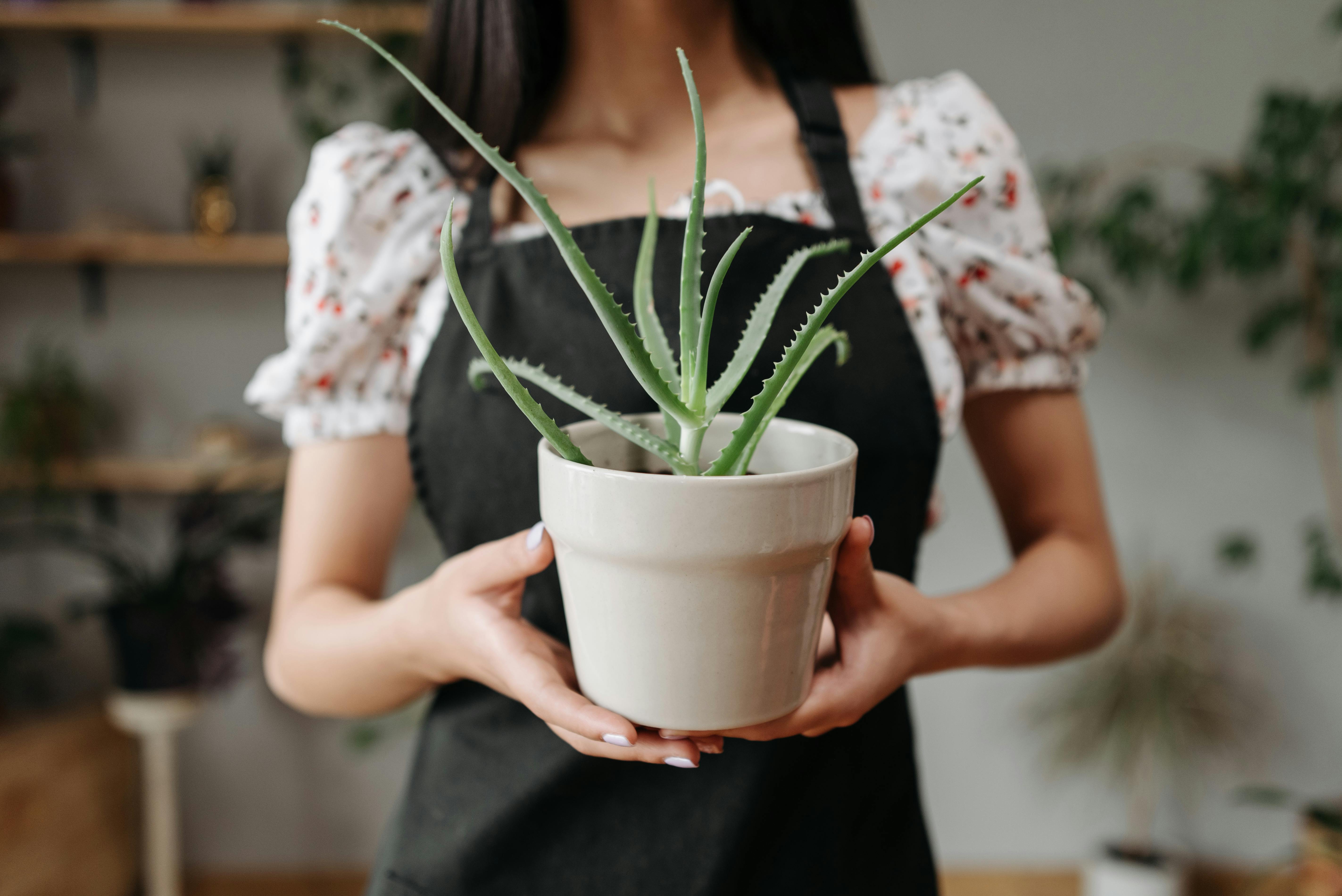Person Holding Pot Plant · Free Stock Photo