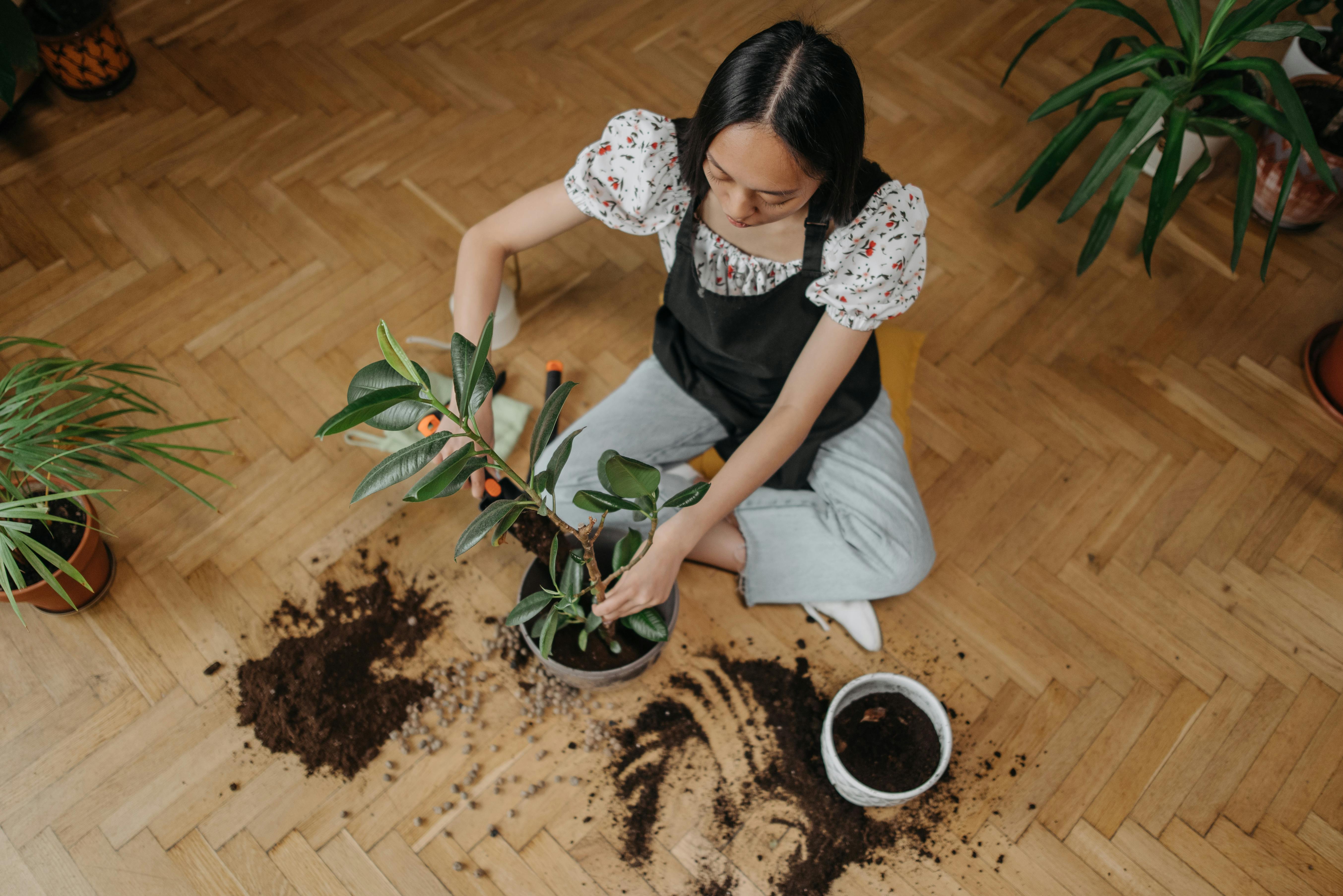 Person Holding Pot Plant · Free Stock Photo