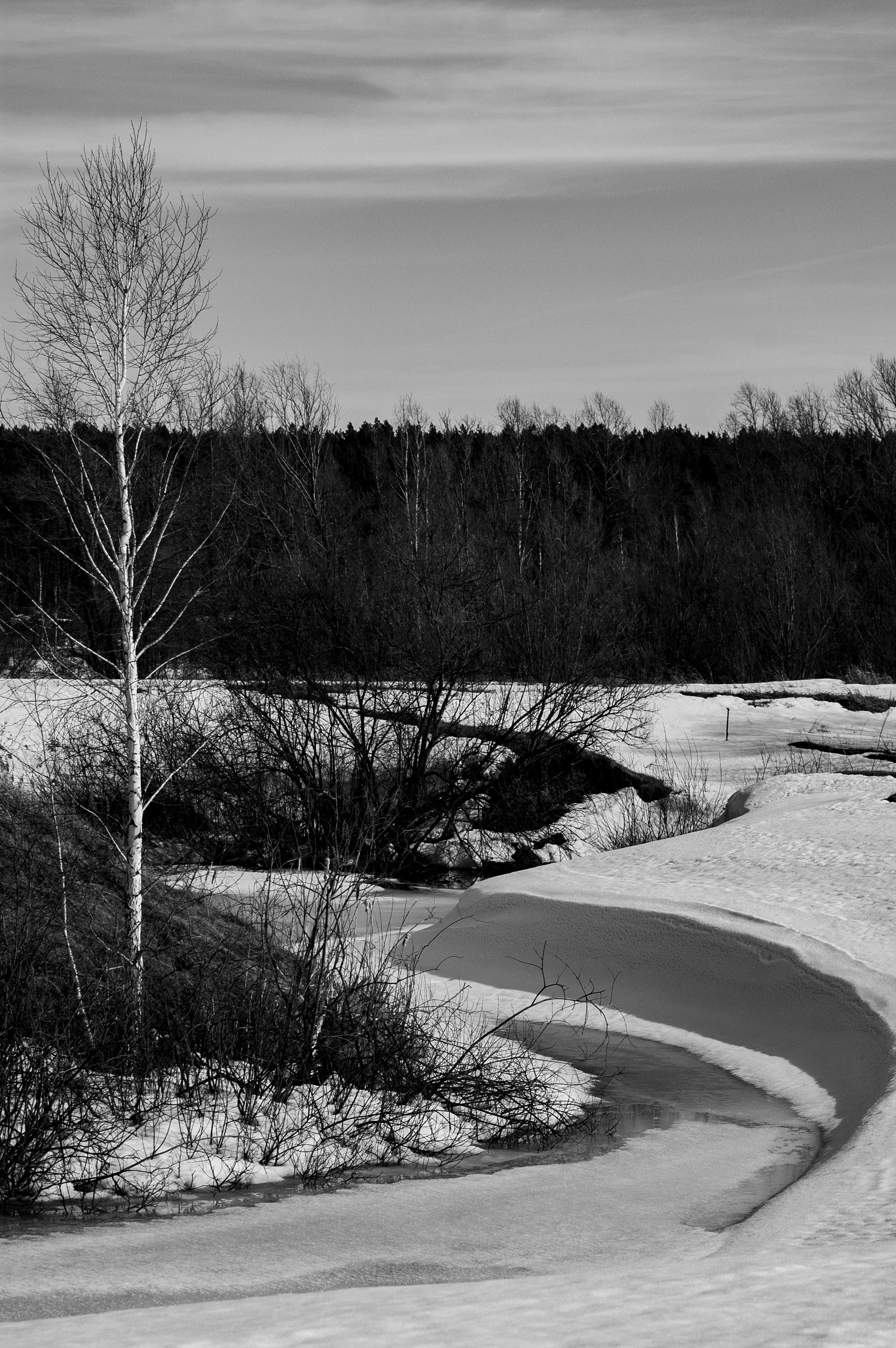 An Old Grayscale Photo Of A Dog Standing In A Snow Covered Land · Free ...