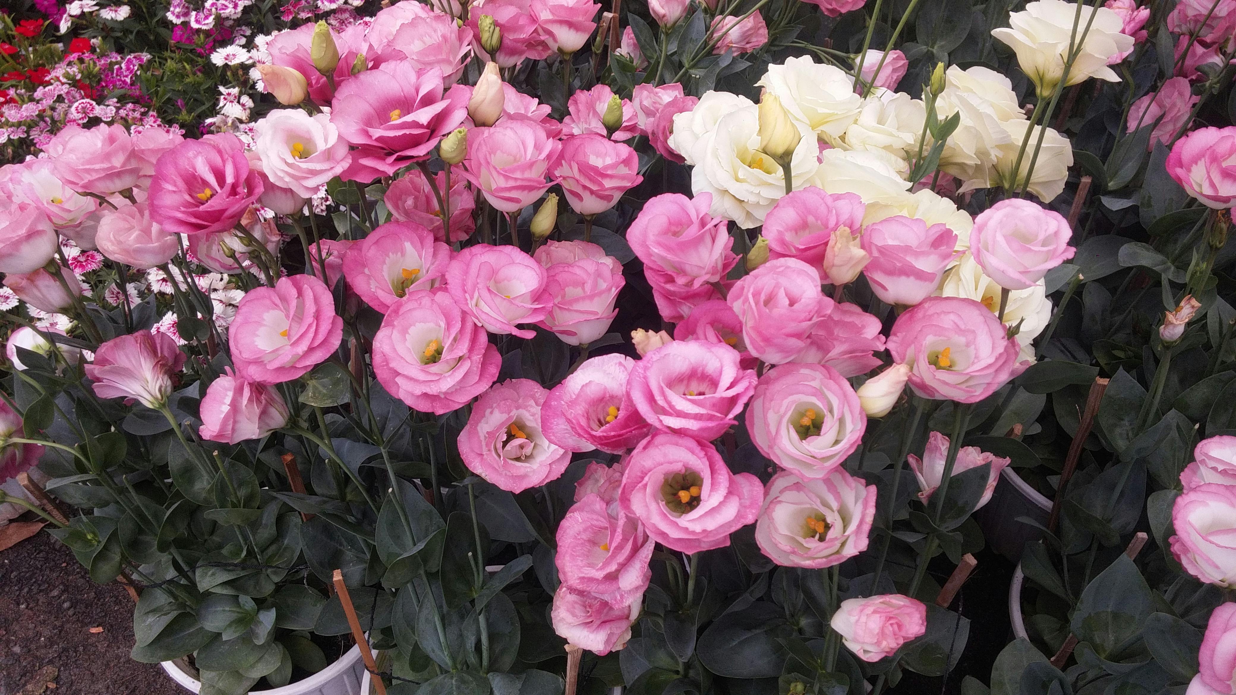 Free stock photo of beautiful, beautiful flowers, flowers