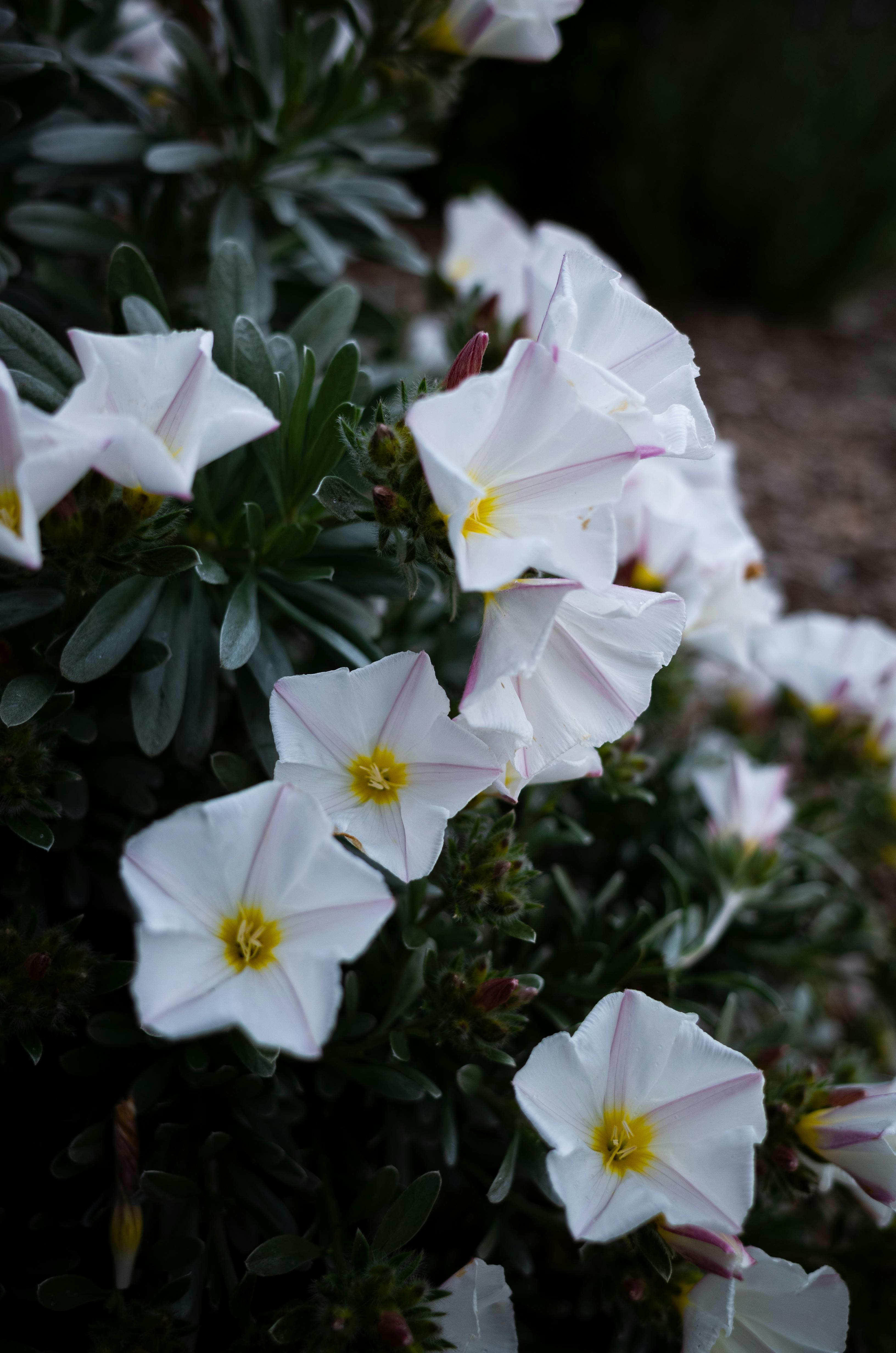 Close-up Photo of a Silverbush Plant · Free Stock Photo