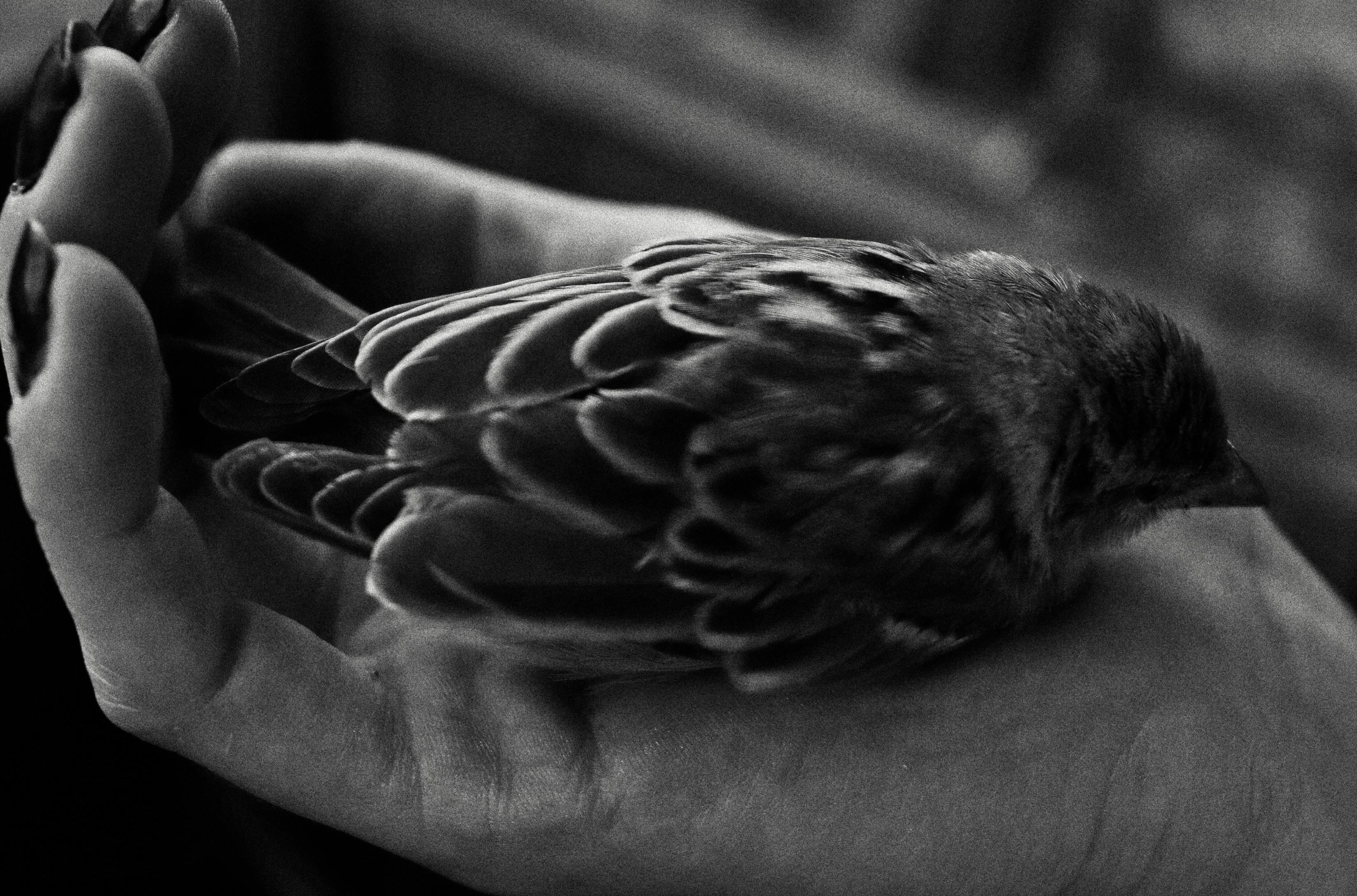 A Bird on a Hand · Free Stock Photo