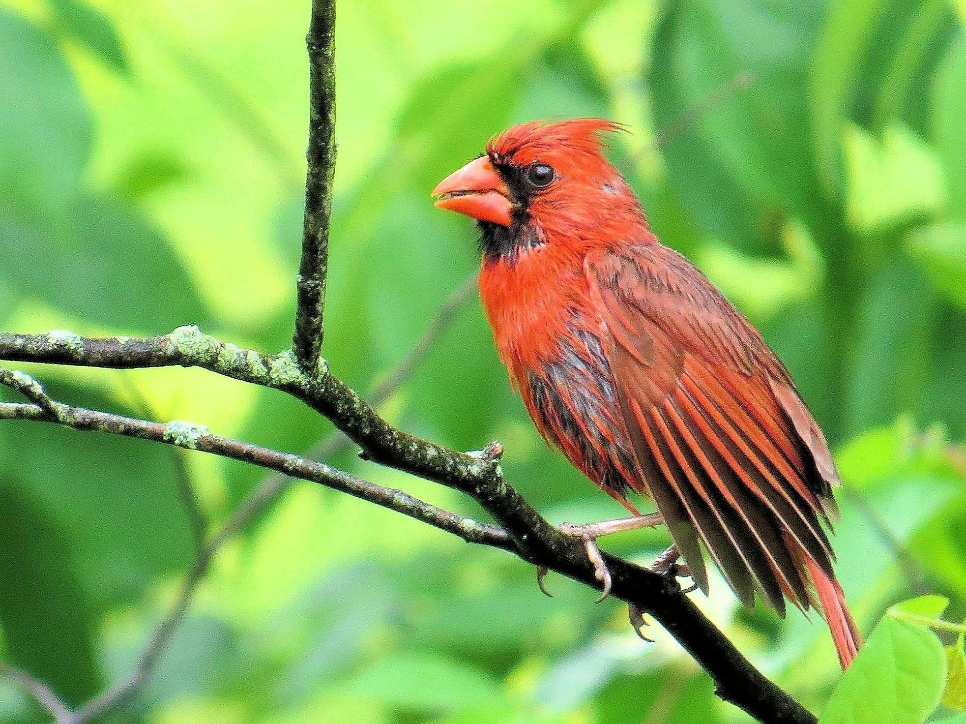 Free stock photo of angry bird, birds, cardinal