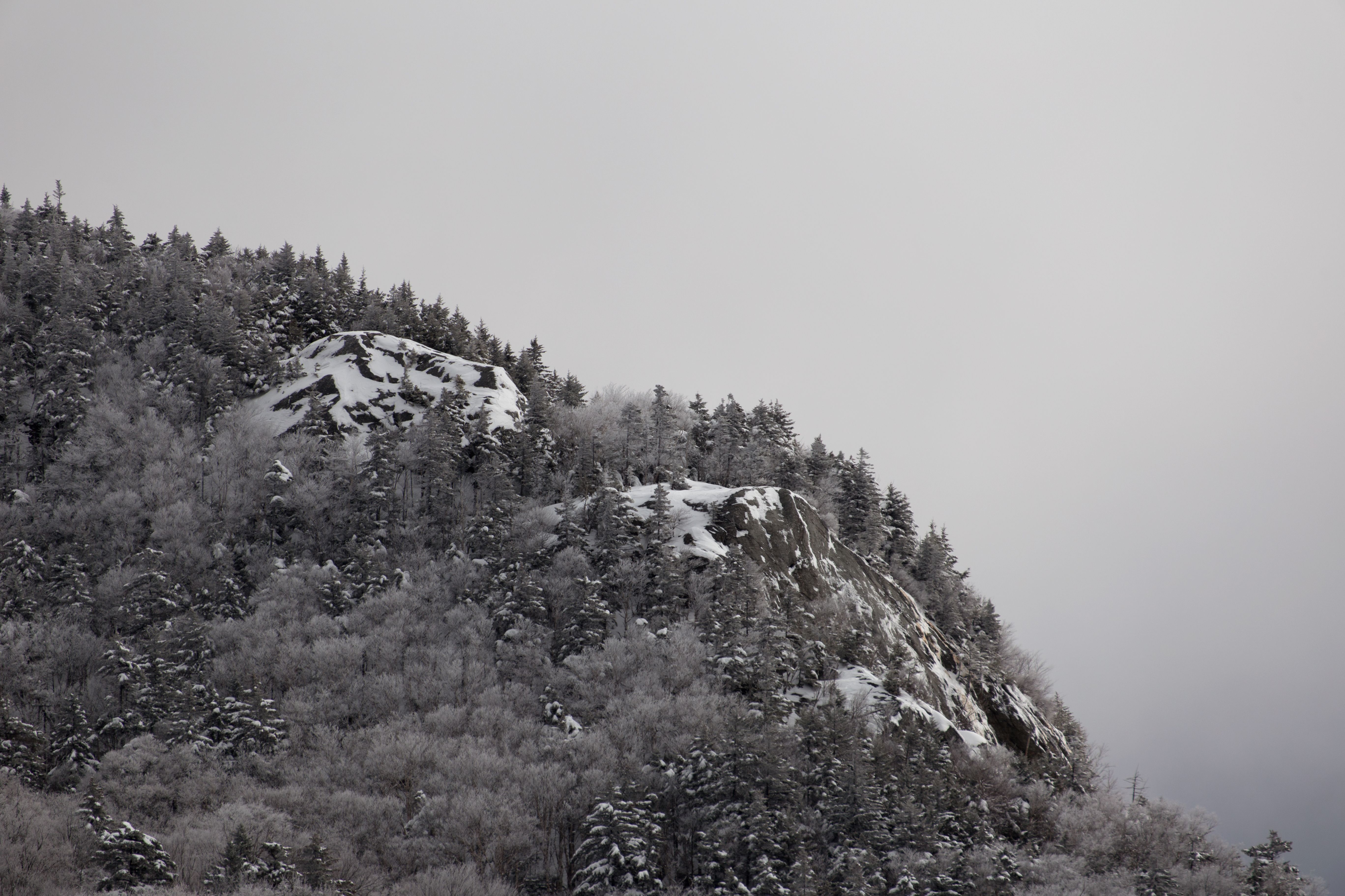 Grayscale Photo Of Pine Trees And Mountain · Free Stock Photo