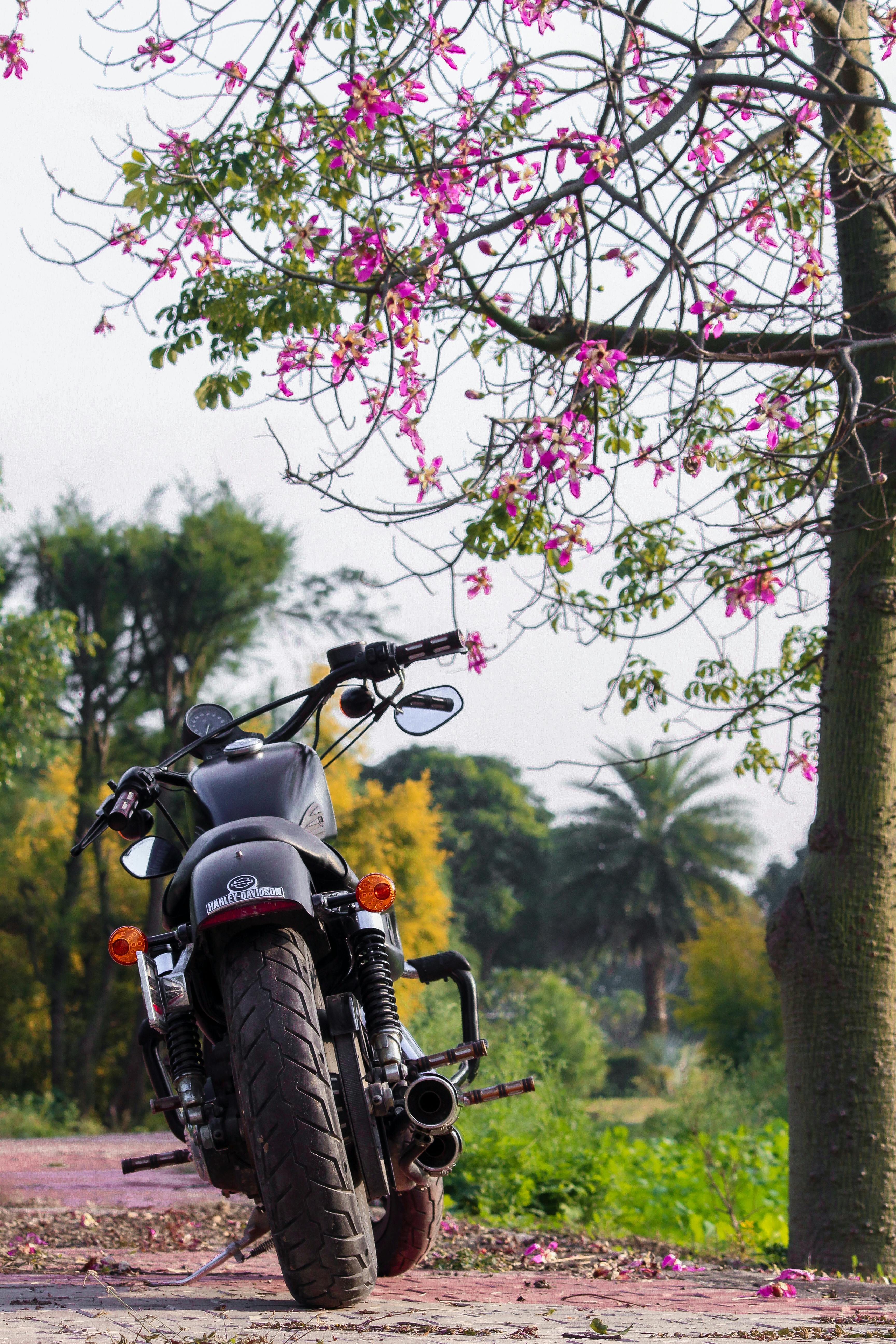 Black Motorcycle Parked Under Pink Cherry Blossom Tree · Free Stock Photo