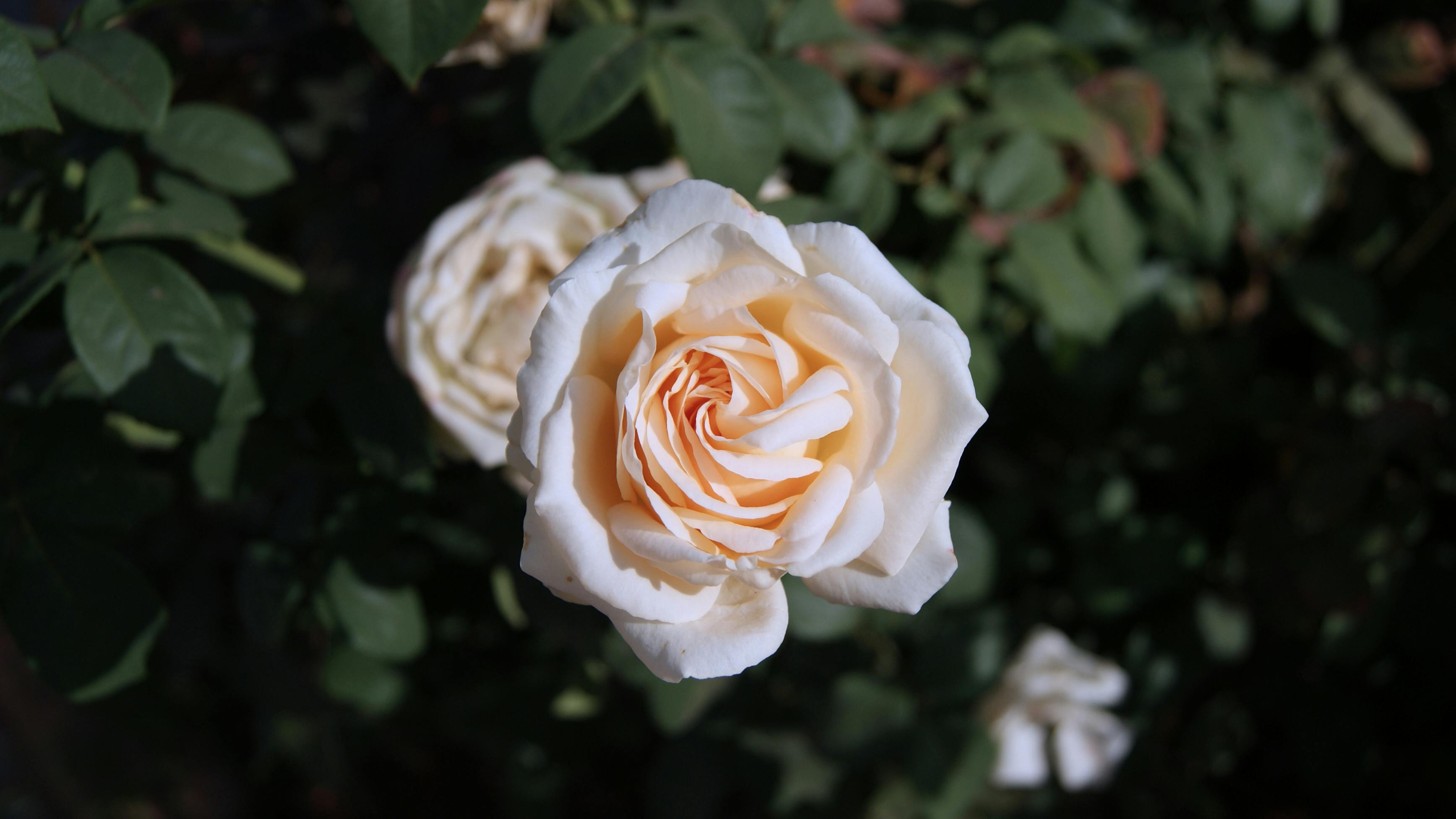 White Rose in Bloom · Free Stock Photo
